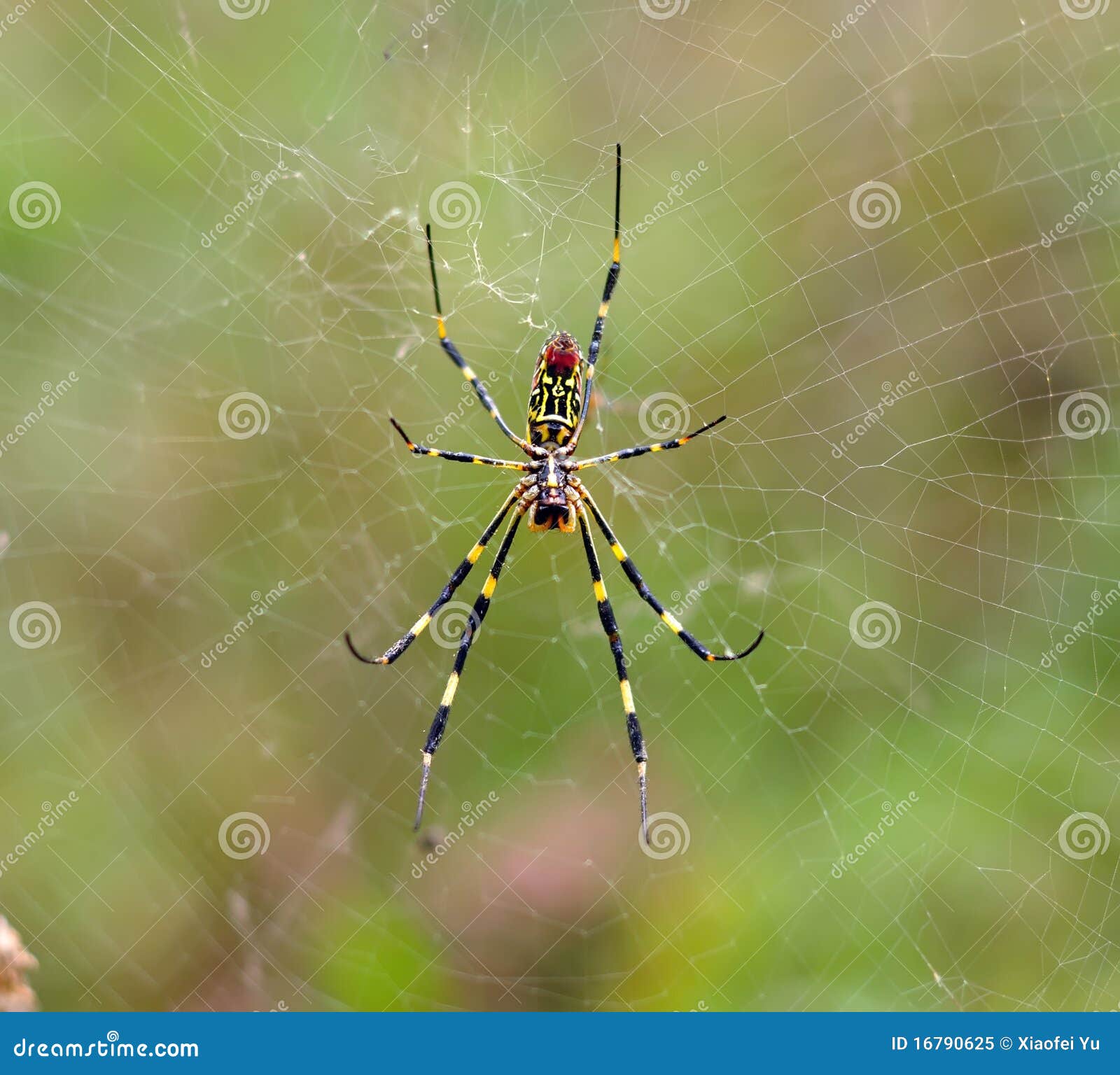 Spider on cobweb stock image. Image of closeup, hunting - 16790625