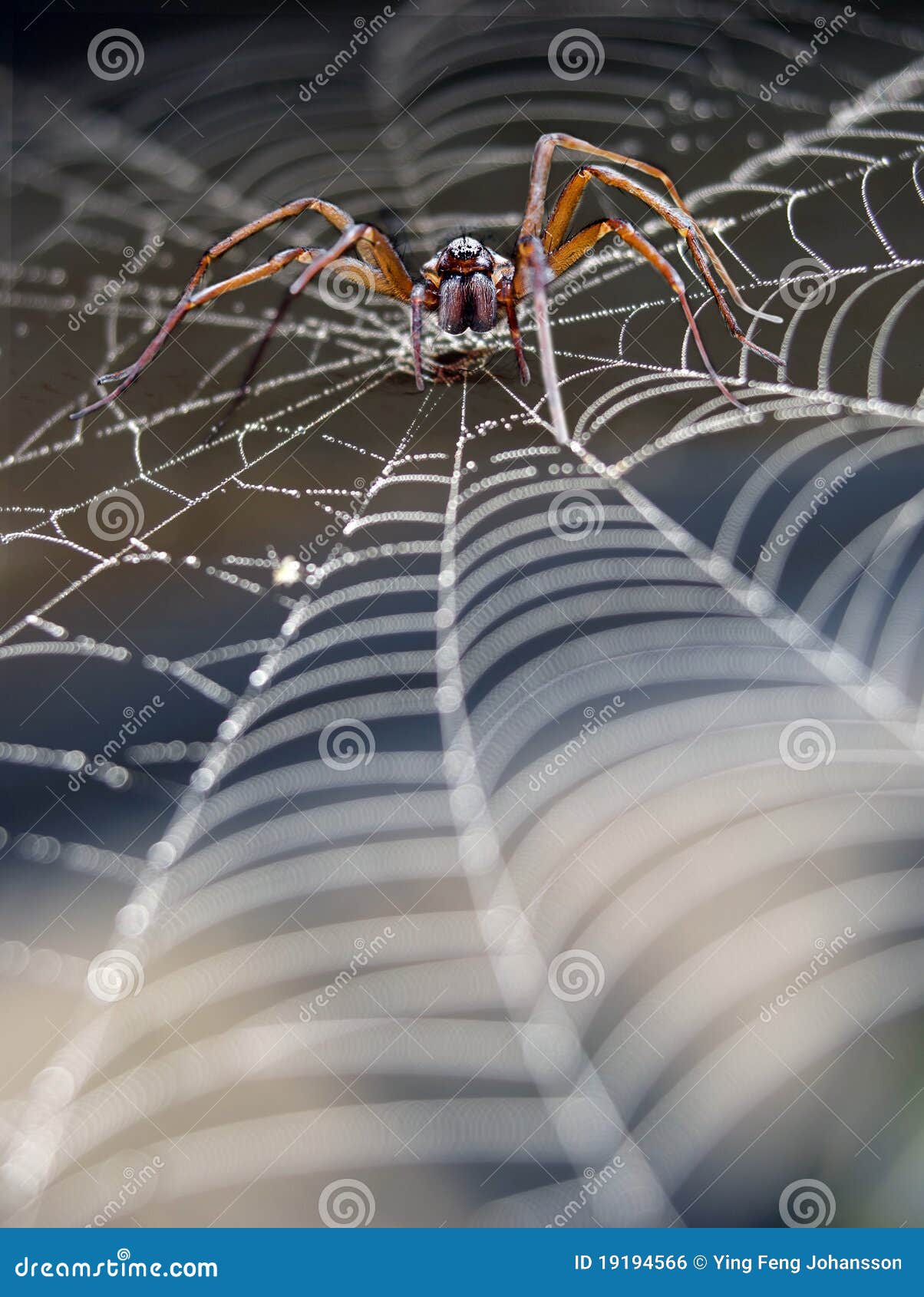 Spider in cobweb stock photo. Image of diminishing, silk - 19194566
