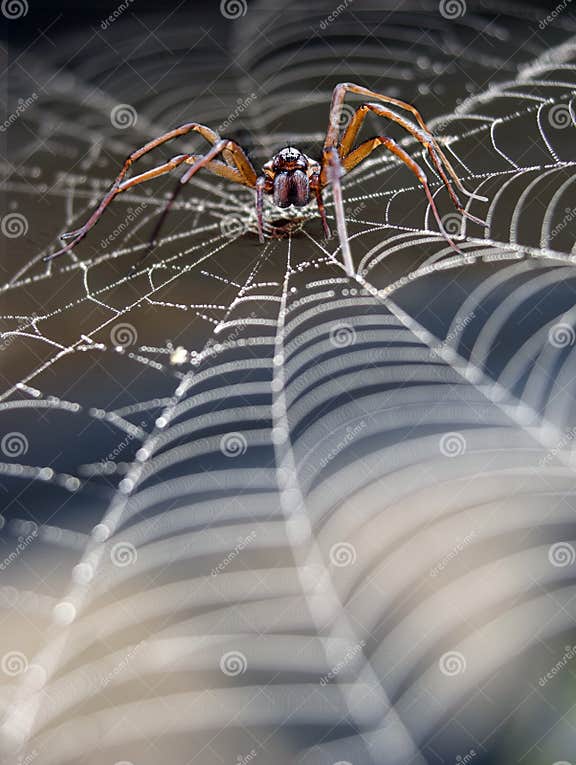 Spider in cobweb stock photo. Image of diminishing, silk - 19194566