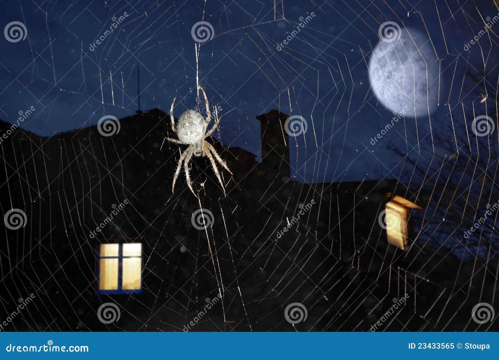 Spider on cobweb stock image. Image of spider, night - 23433565