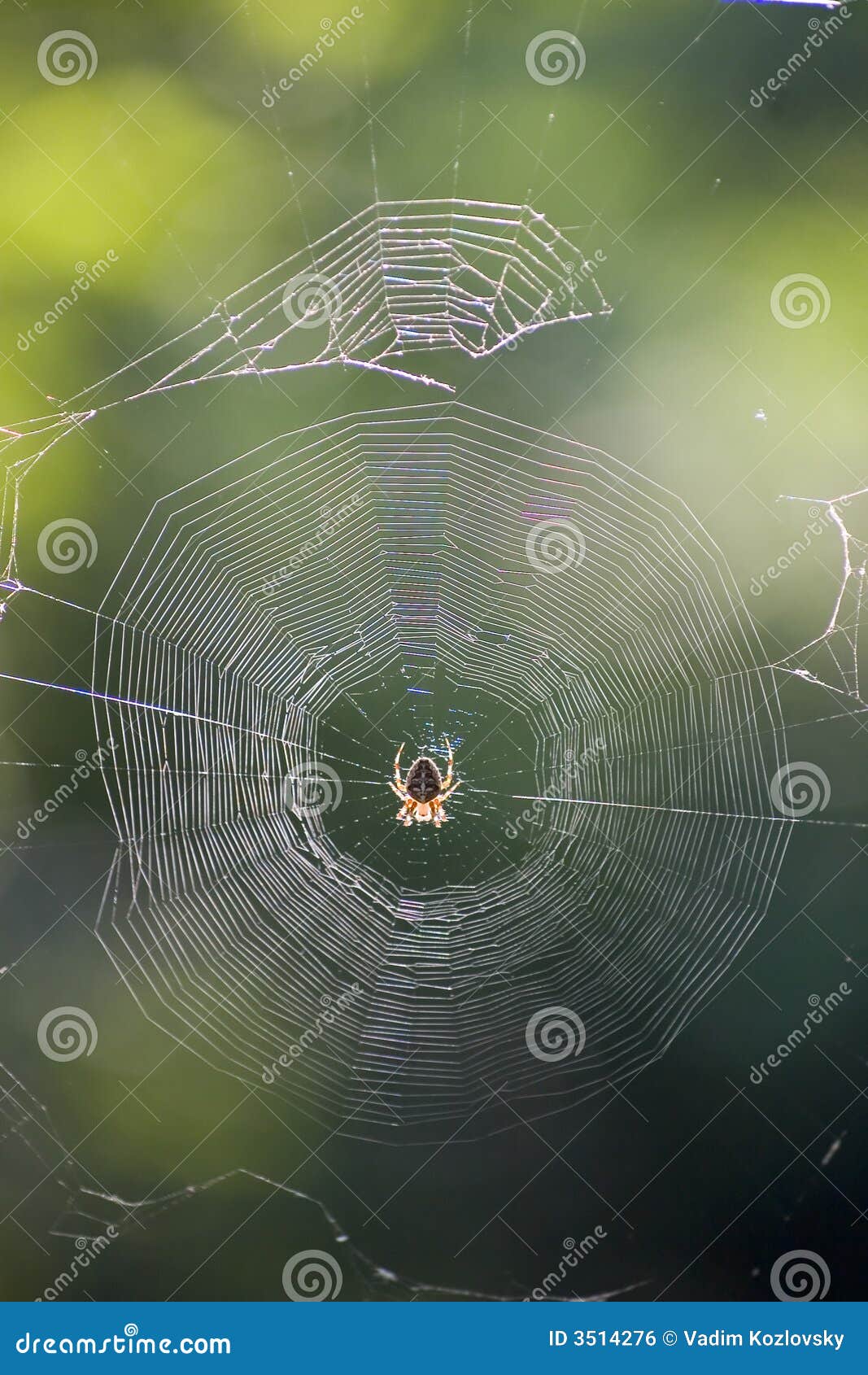 Spider And Cobweb In The Garden Of The House Royalty-Free Stock ...