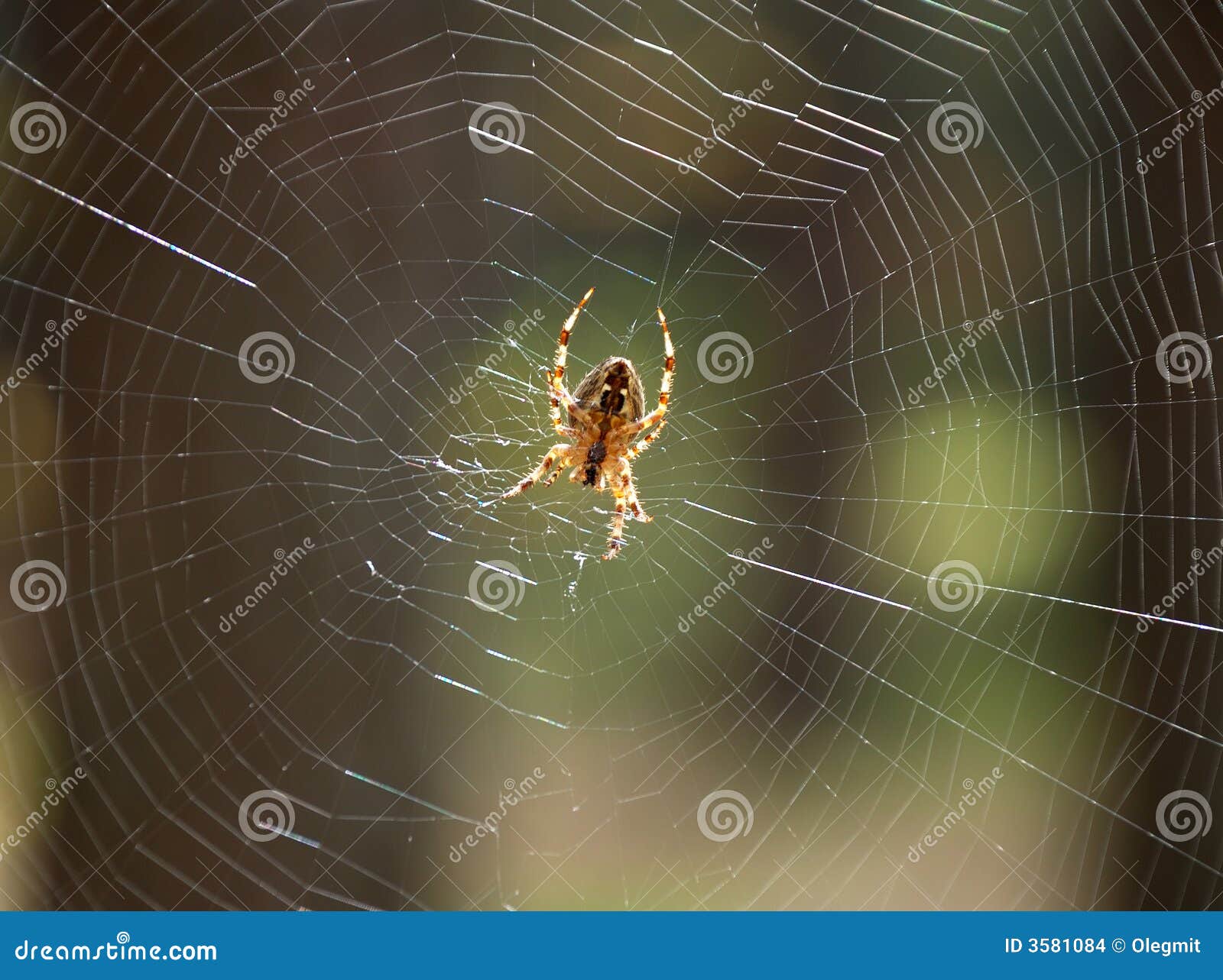 Spider on cobweb stock photo. Image of spiders, stealth - 3581084