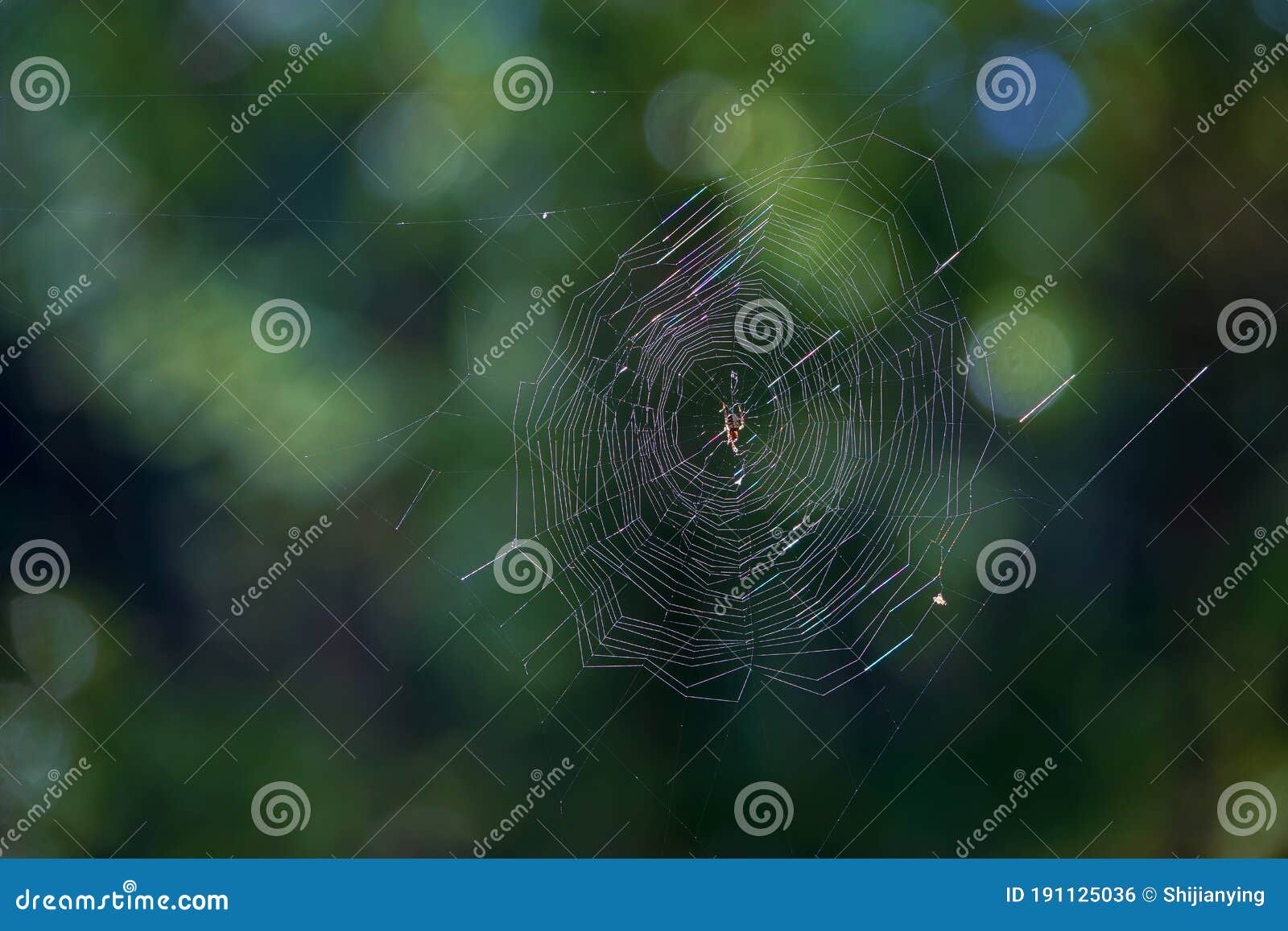 Spider and cobweb stock photo. Image of arachnid, aranea - 191125036