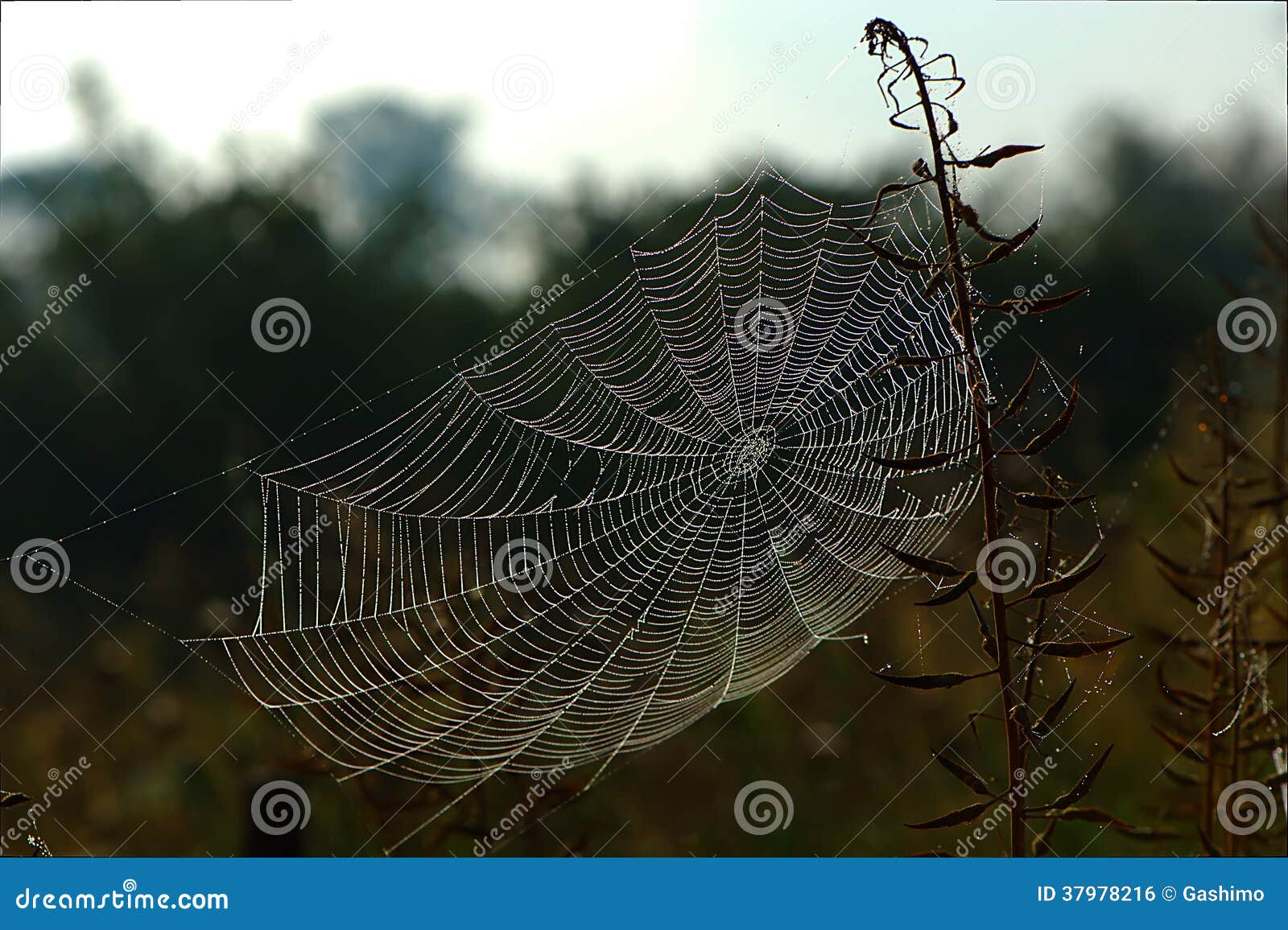 Spider Cobweb stock photo. Image of close, design, fall - 37978216