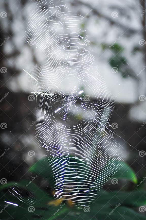 Spider on Cobweb or Gossamer , Web Stock Image - Image of arthropoda ...