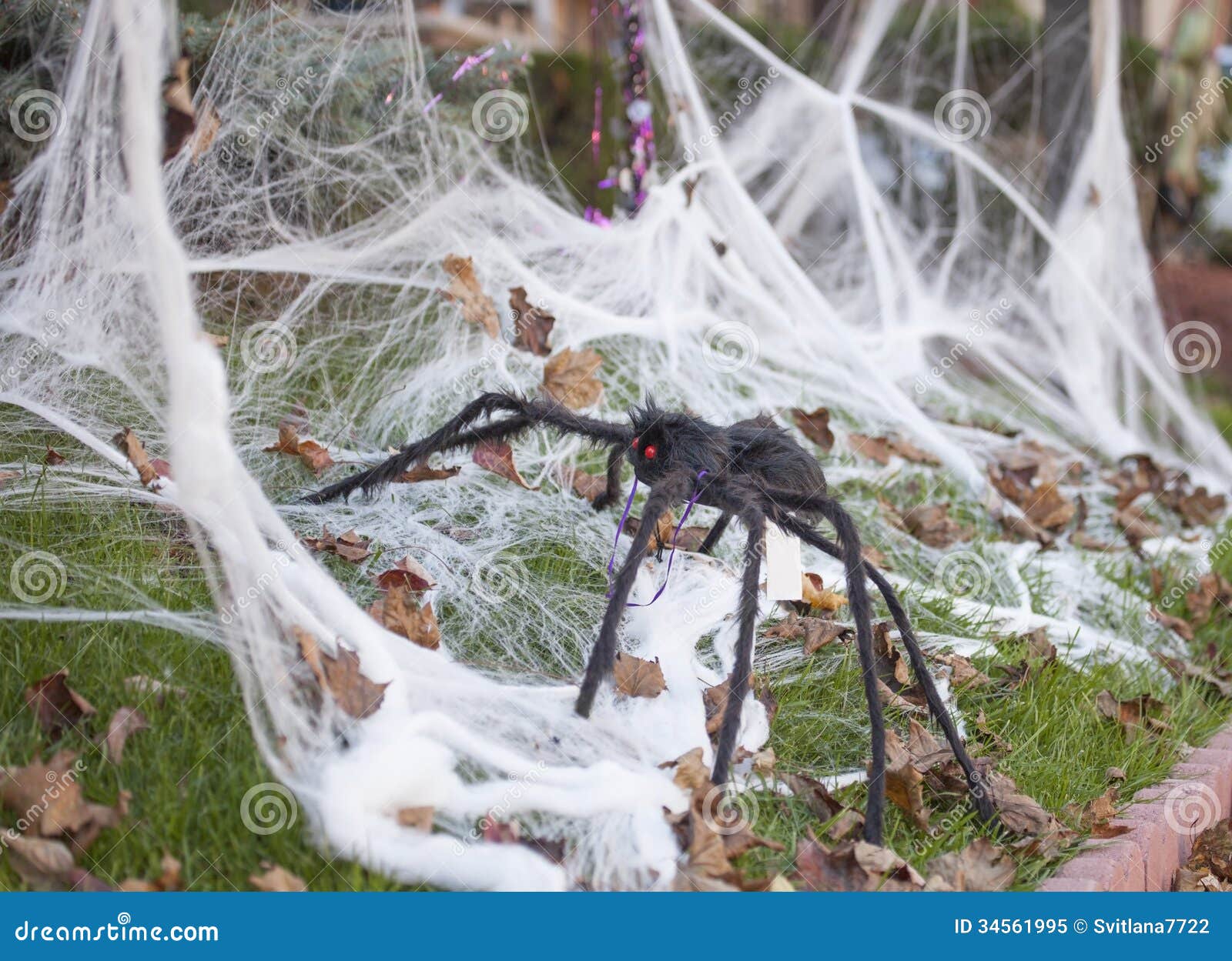 Spider and cobweb. stock image. Image of season, white - 34561995