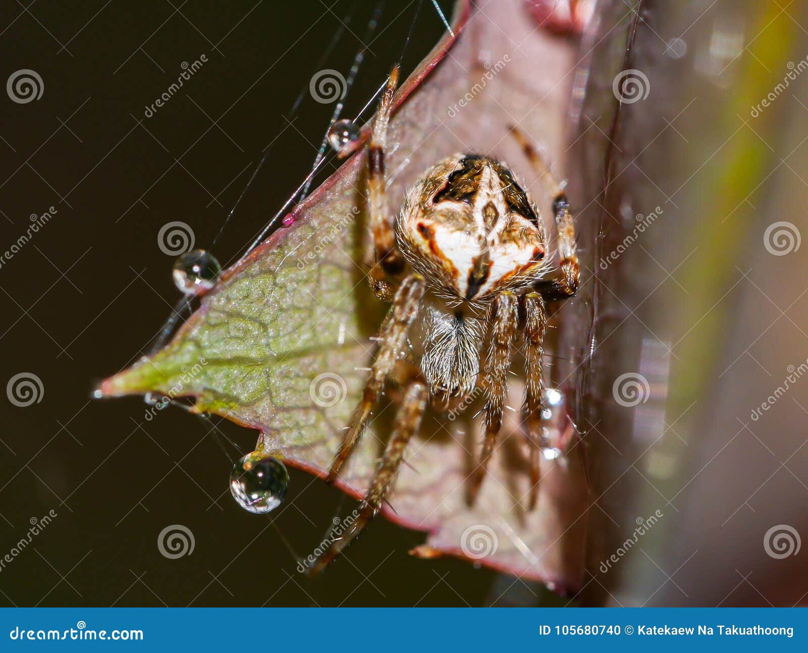 Spider with cobweb on leaf stock photo. Image of legs - 105680740