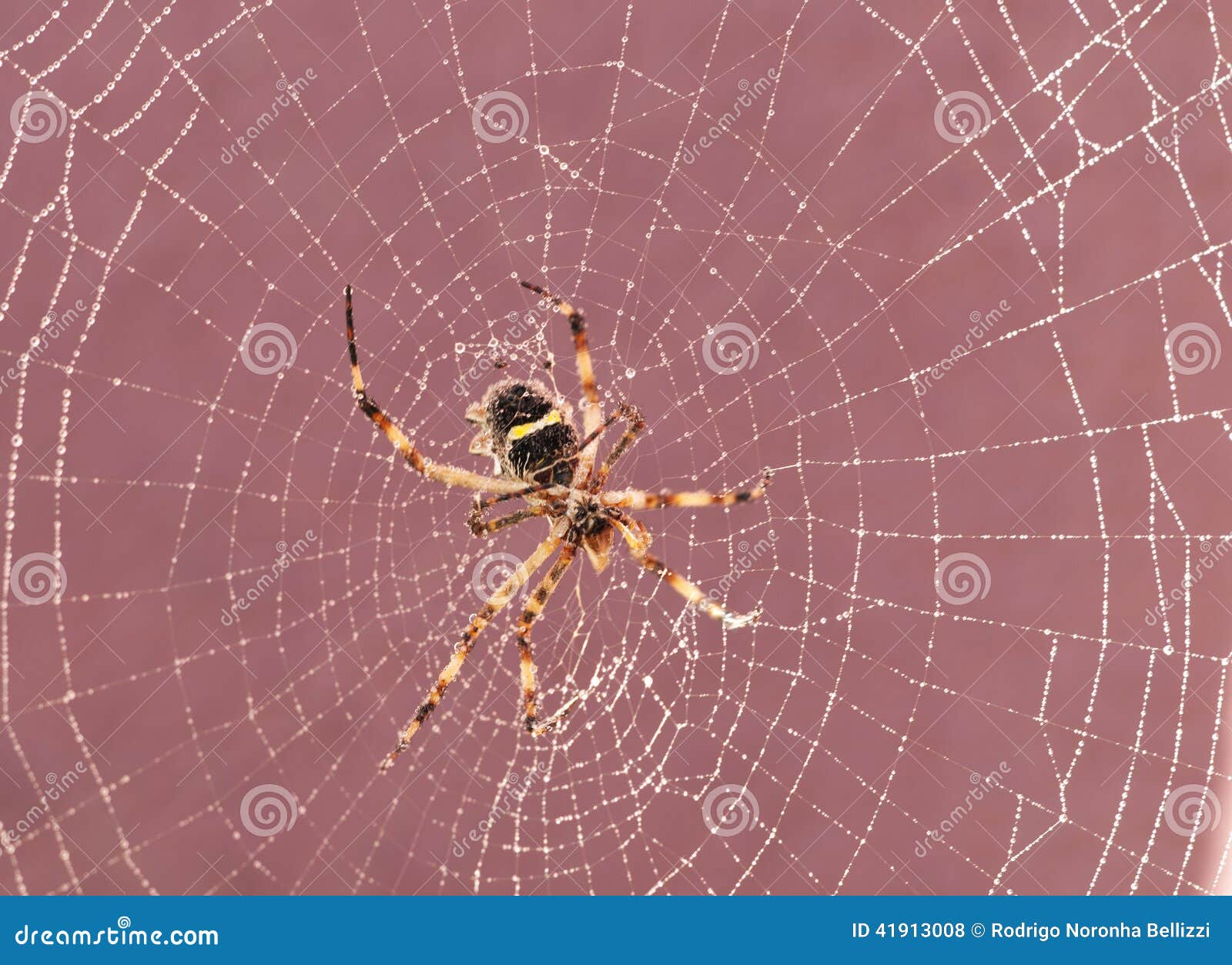 Spider on cobweb stock photo. Image of insect, gland - 41913008
