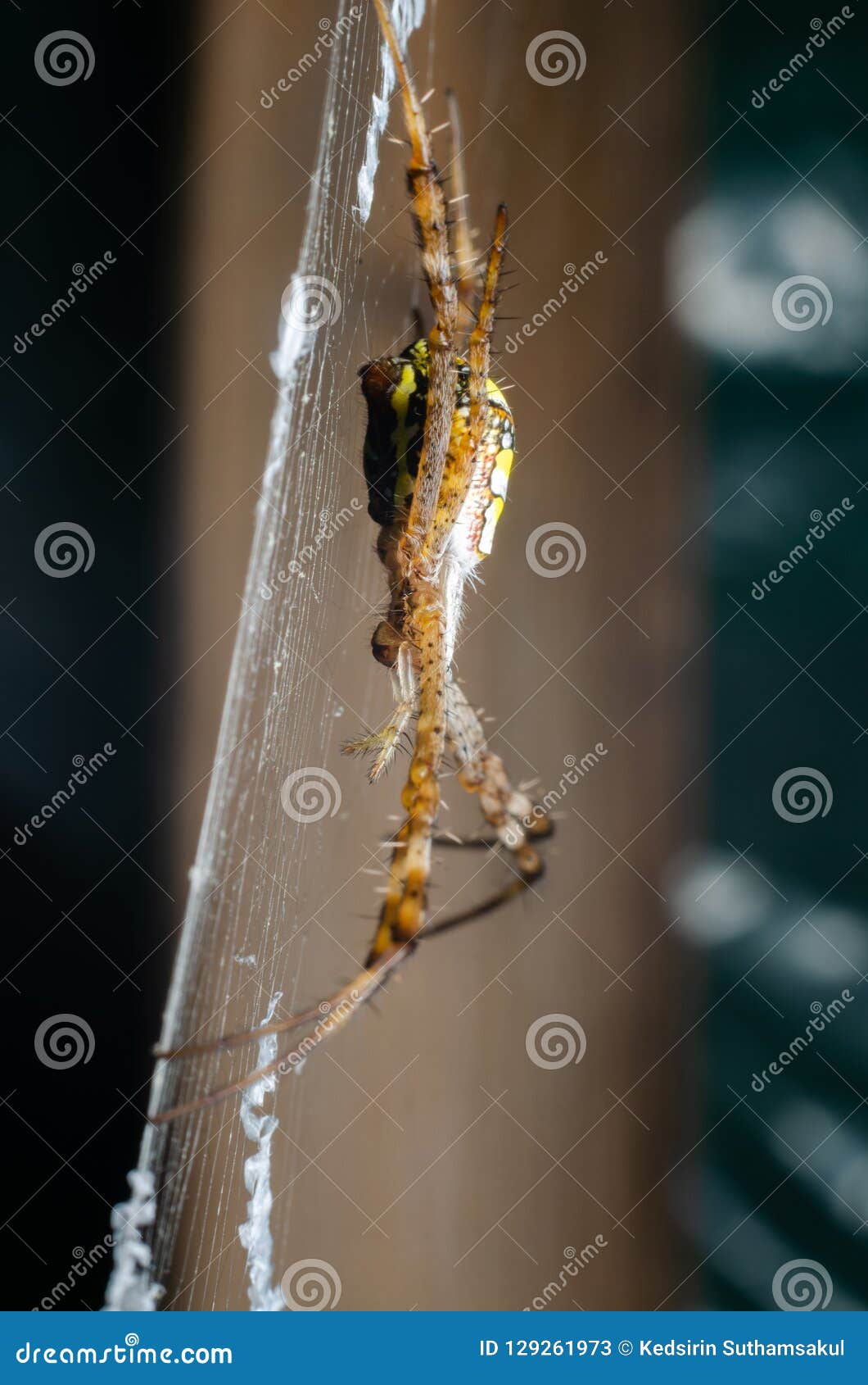Spider on the cobweb stock image. Image of jumping, natural - 129261973