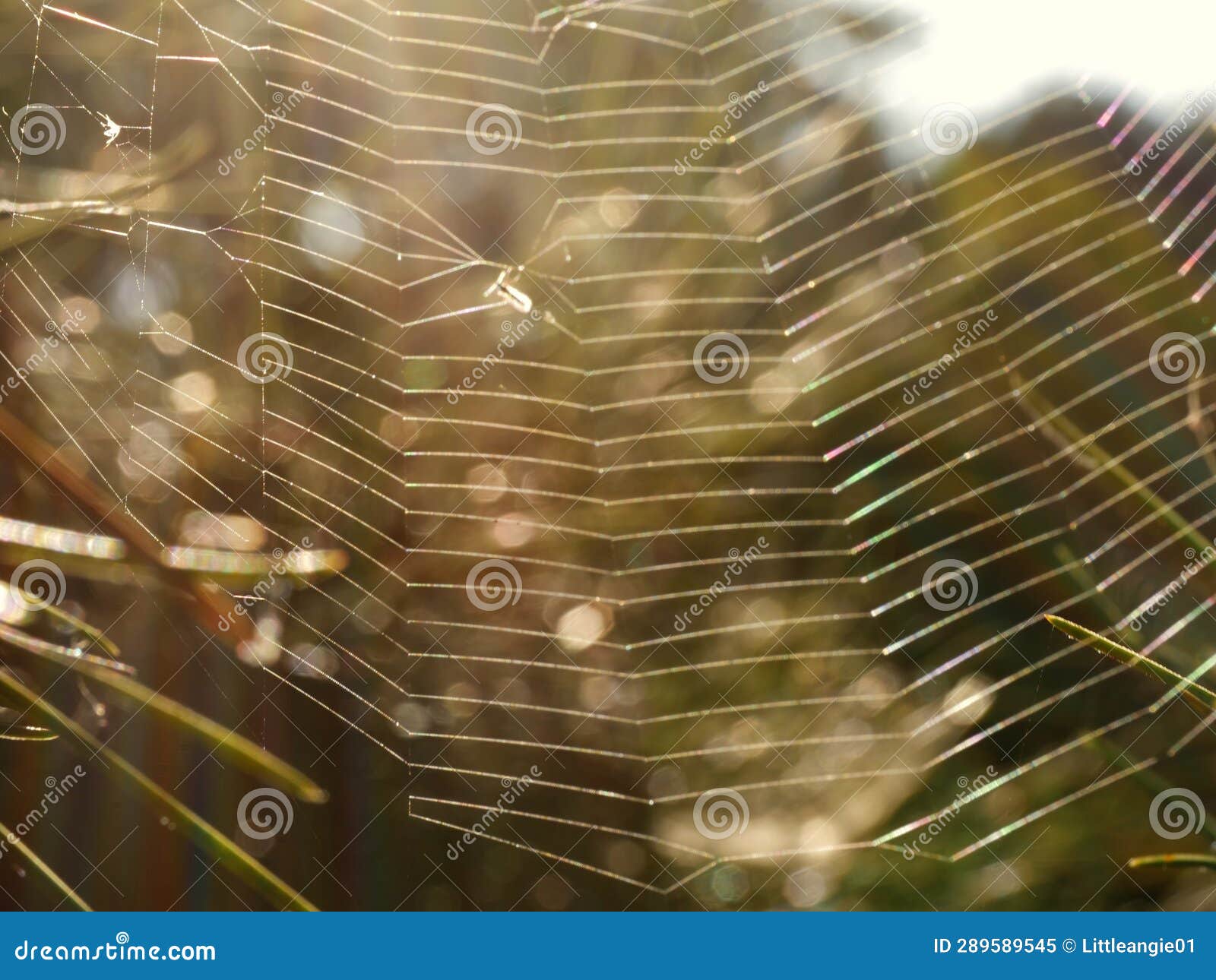 Spider Cobweb in Tree with Summer Sun Backlight Stock Image - Image of ...
