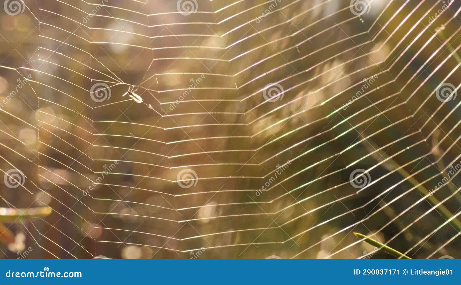 Spider Cobweb in Tree with Summer Sun Backlight Stock Video - Video of ...