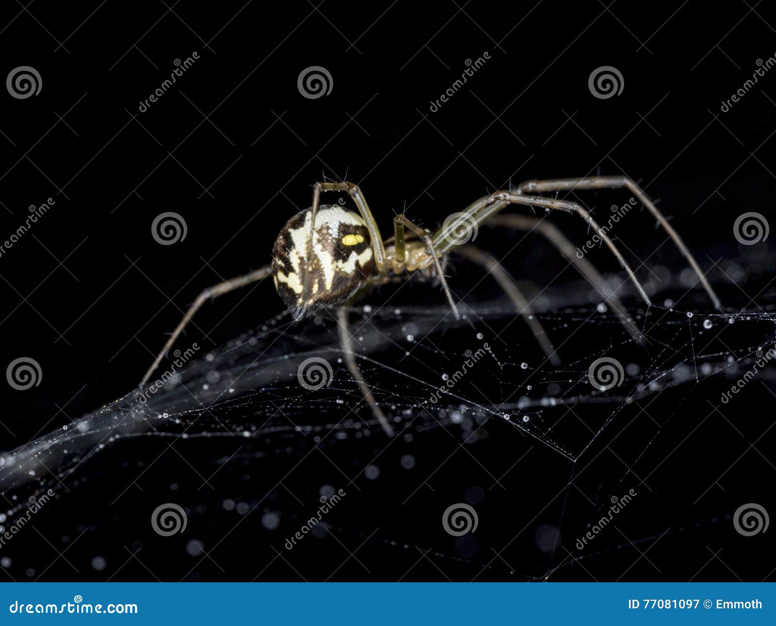 Spider on Cobweb stock image. Image of cobweb, legs, macro - 77081097