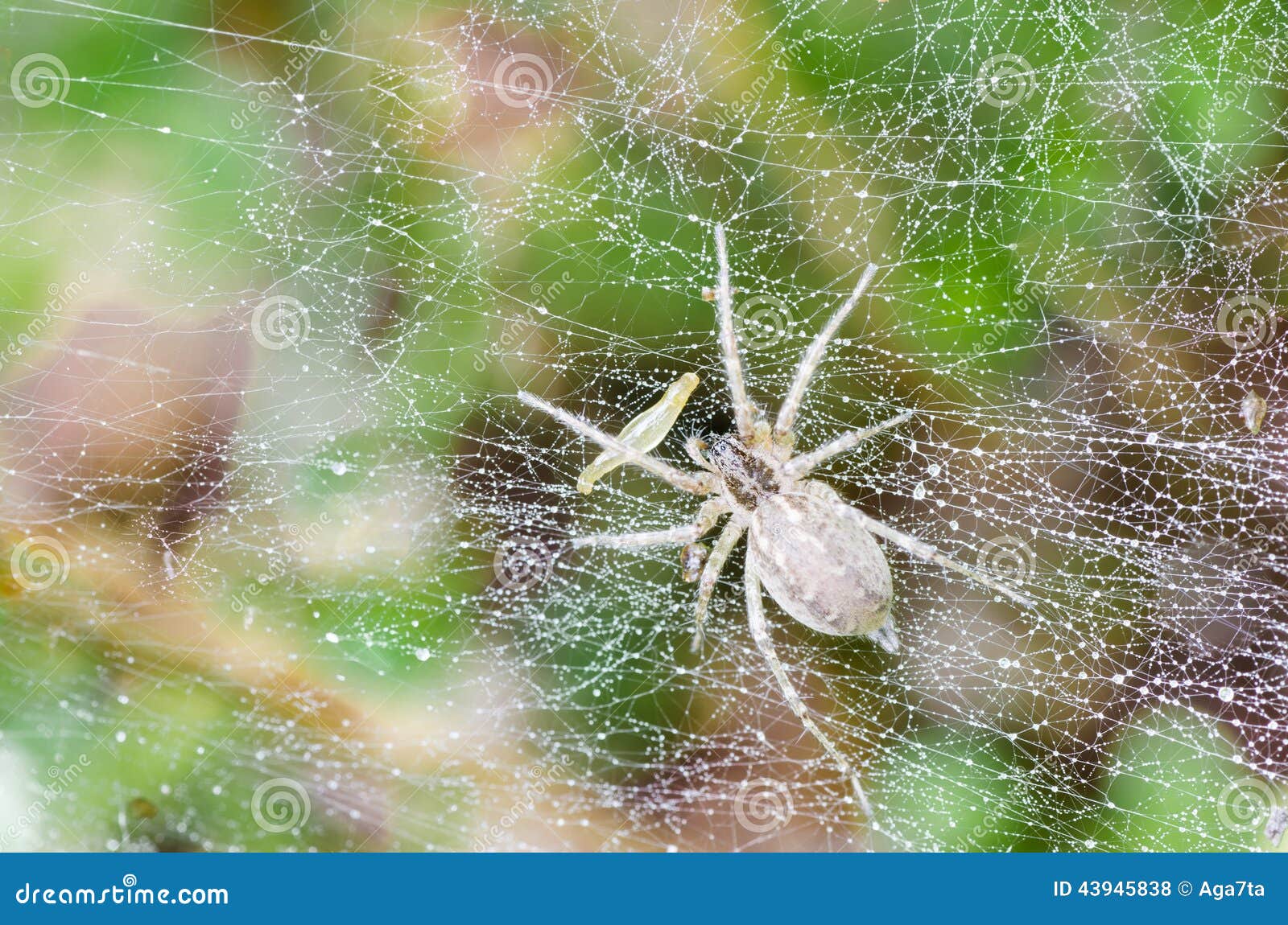 Spider in Cobweb with Water Drops Stock Photo - Image of spider ...