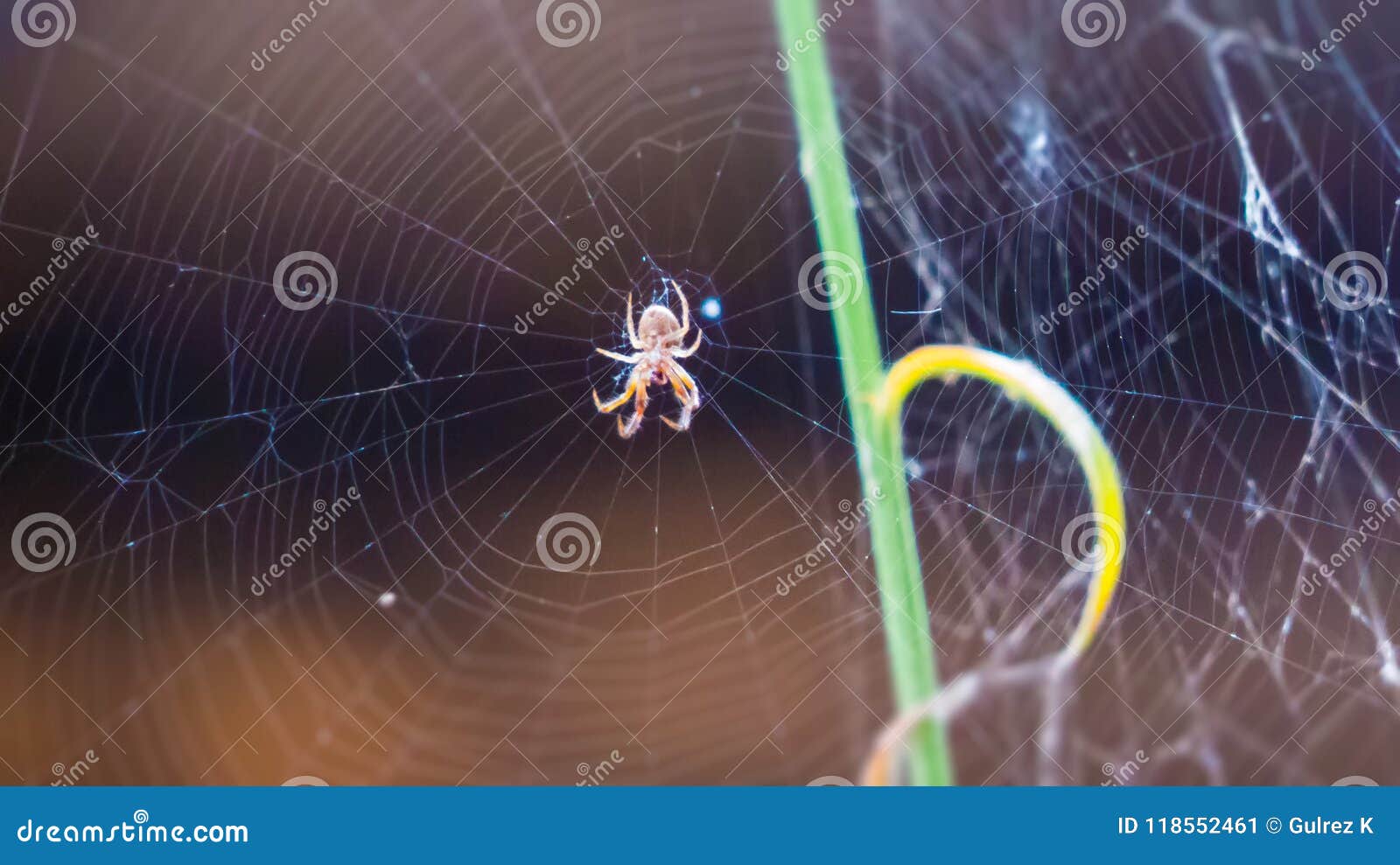 Spider in Cobweb or Web stock image. Image of arachnid - 118552461