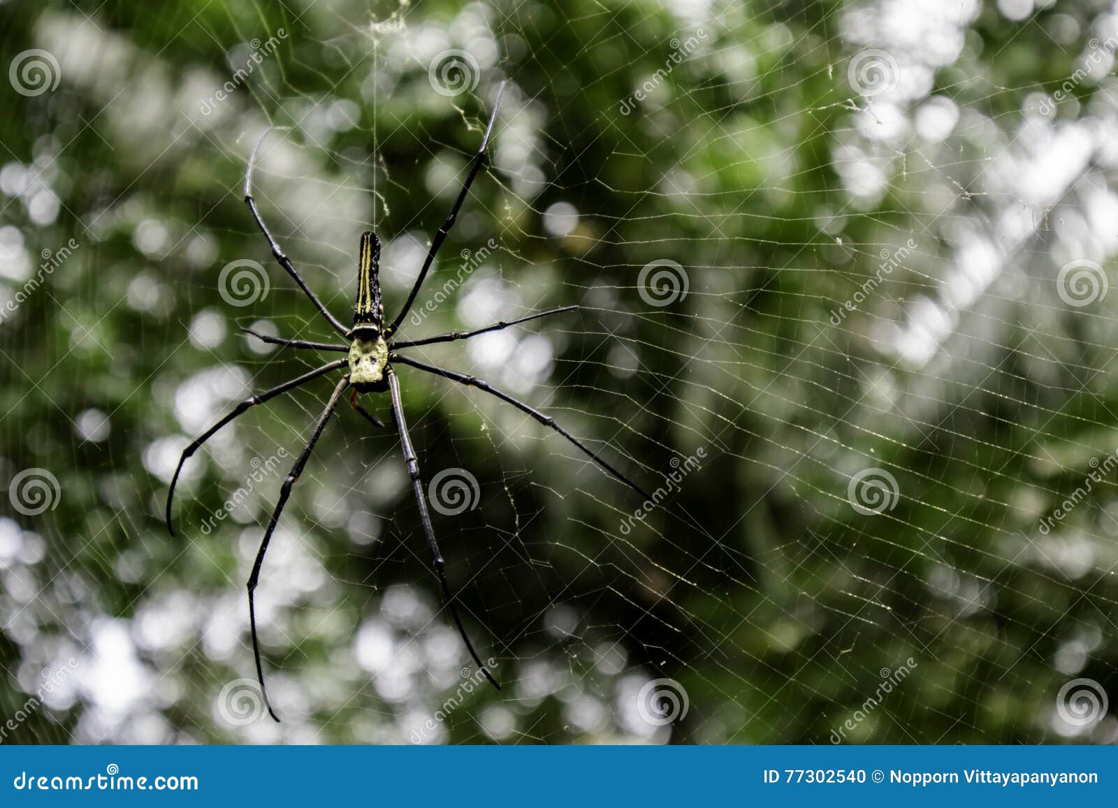 Spider stock photo. Image of arthropod, leaf, tree, invertebrate - 77302540