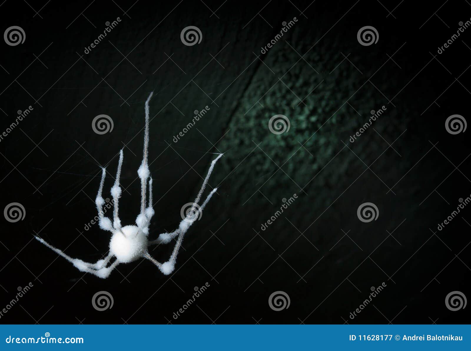 Spider in cocoon stock image. Image of trapped, mesh - 11628177