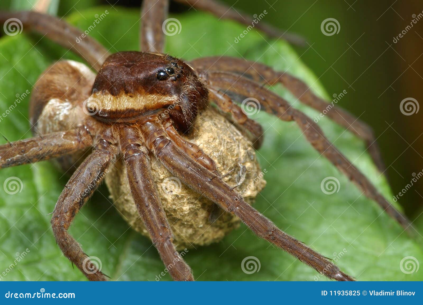 Spider with a cocoon. stock image. Image of fimbriatus - 11935825