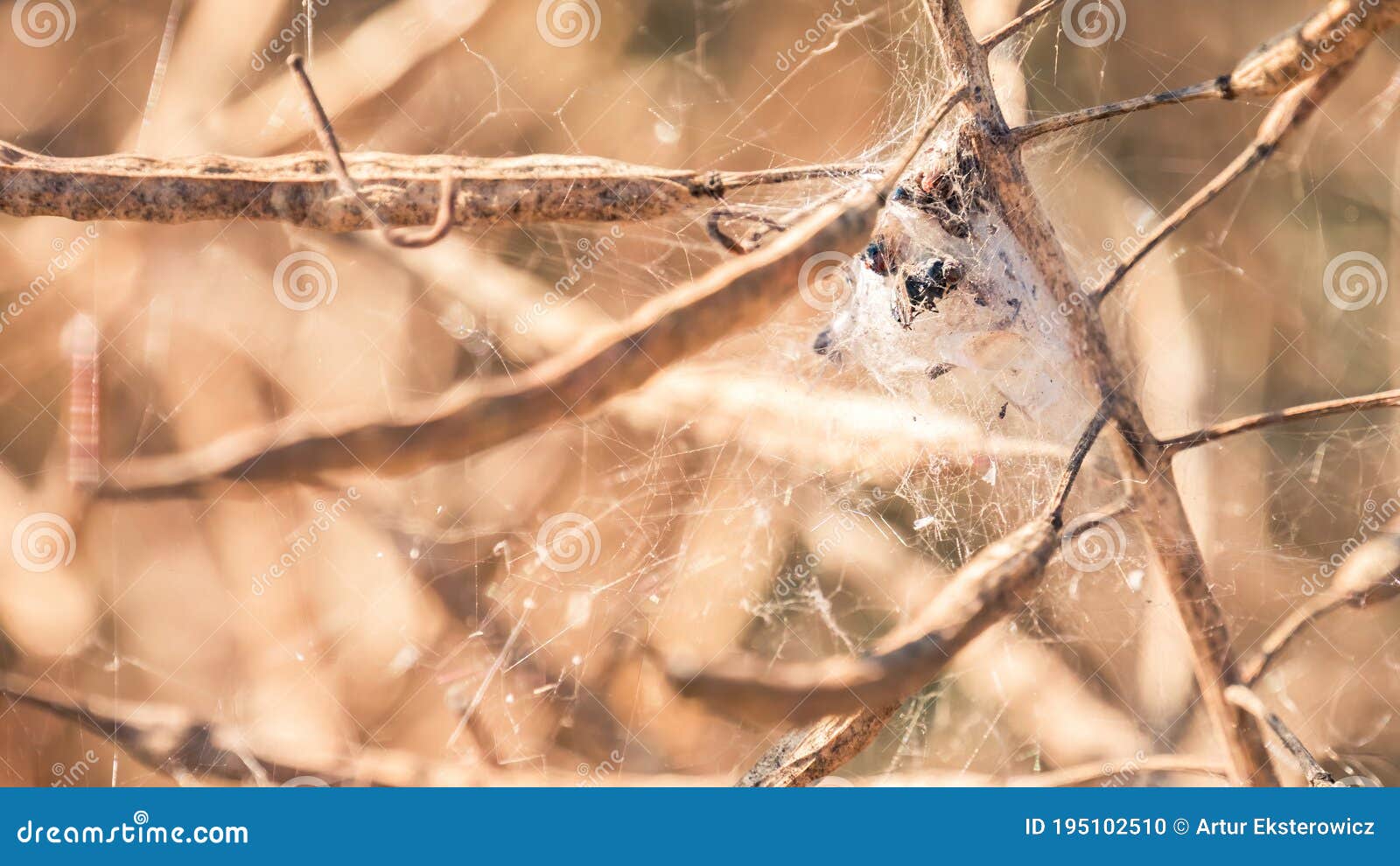 Spider With Cocoon Stock Photography | CartoonDealer.com #57775448