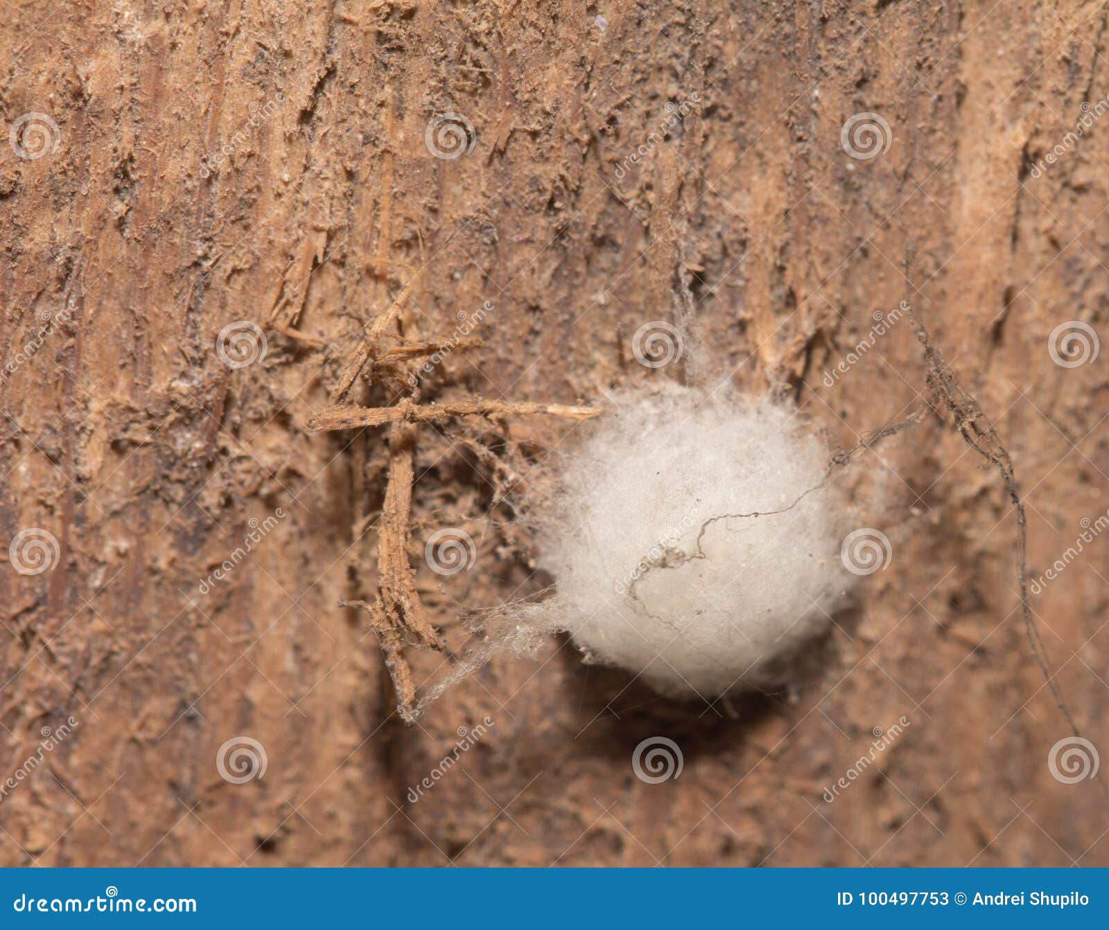 Spider, Cocoon With Small Spiders, Veins Made Between The Leaves Of ...