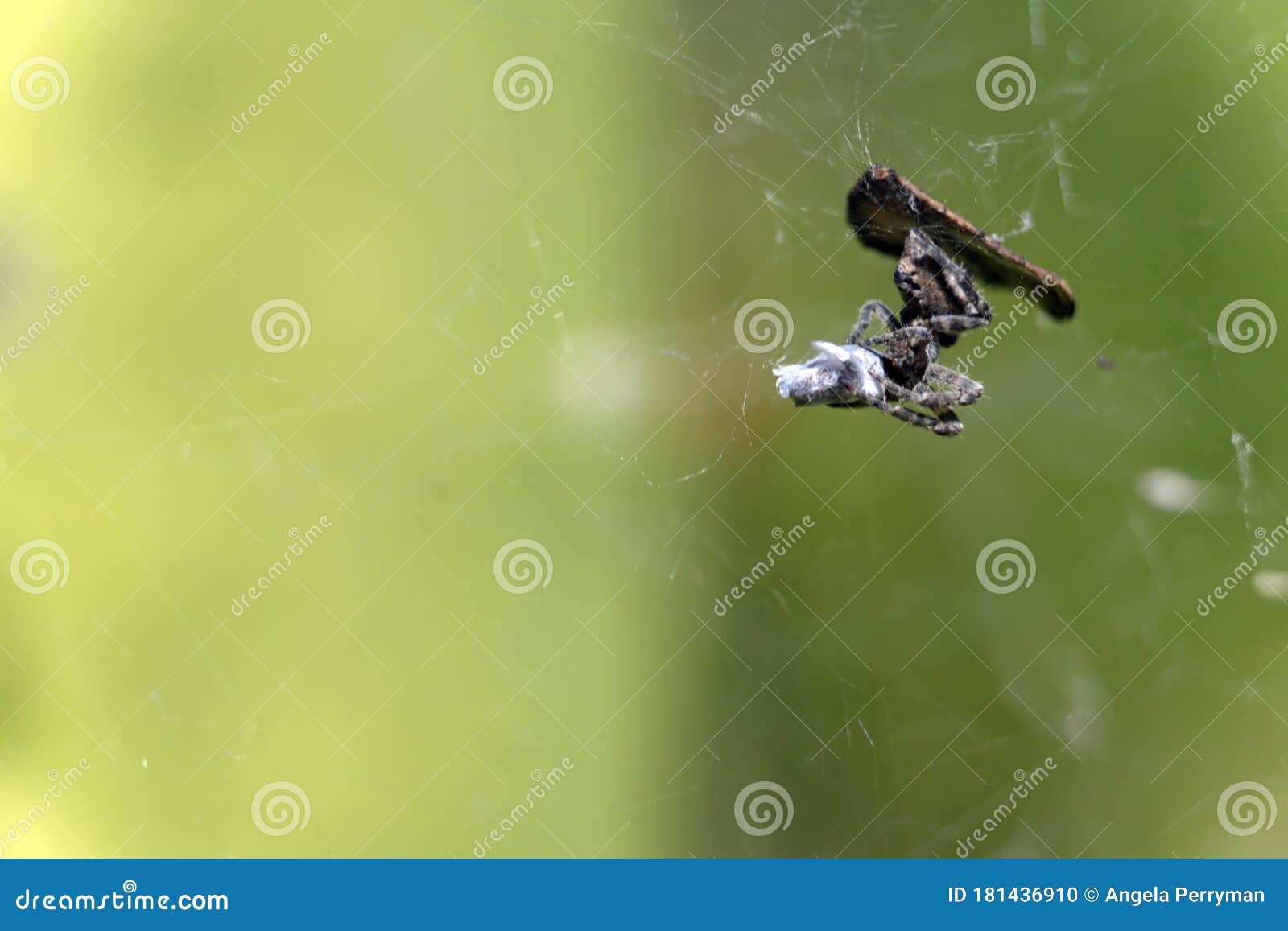 Spider with a cocoon stock photo. Image of arachnid - 181436910