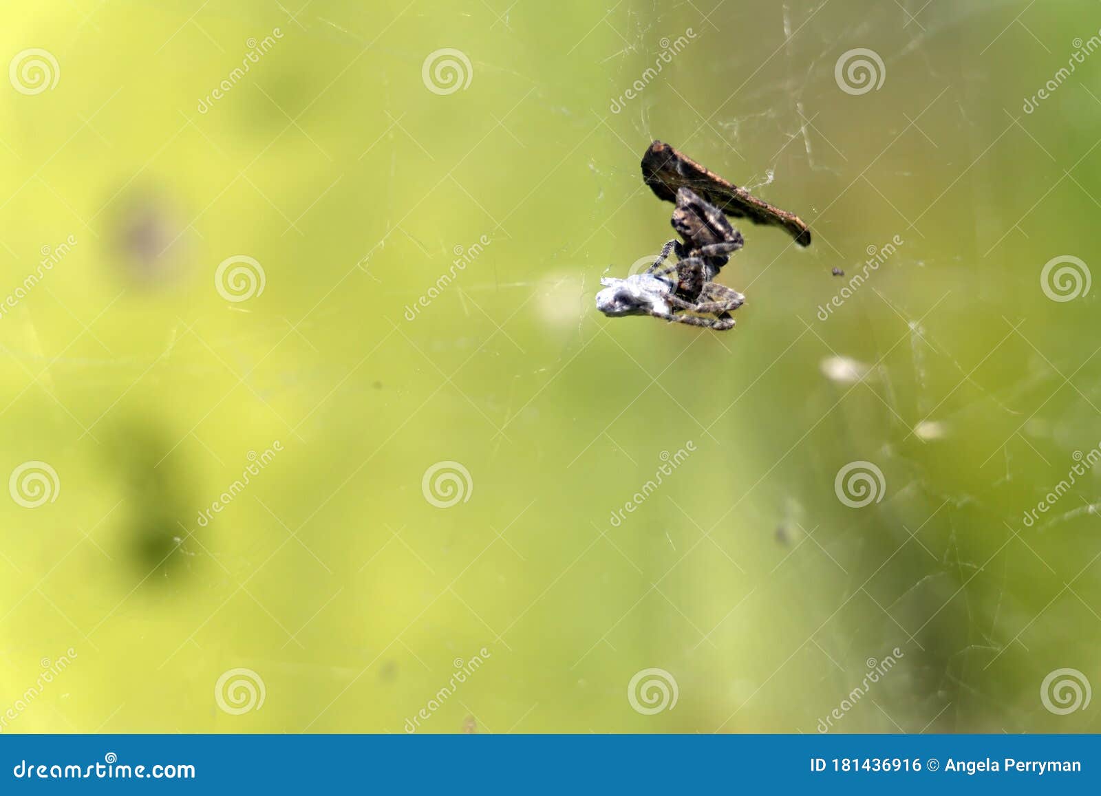Spider with a cocoon stock photo. Image of america, cocoon - 181436916