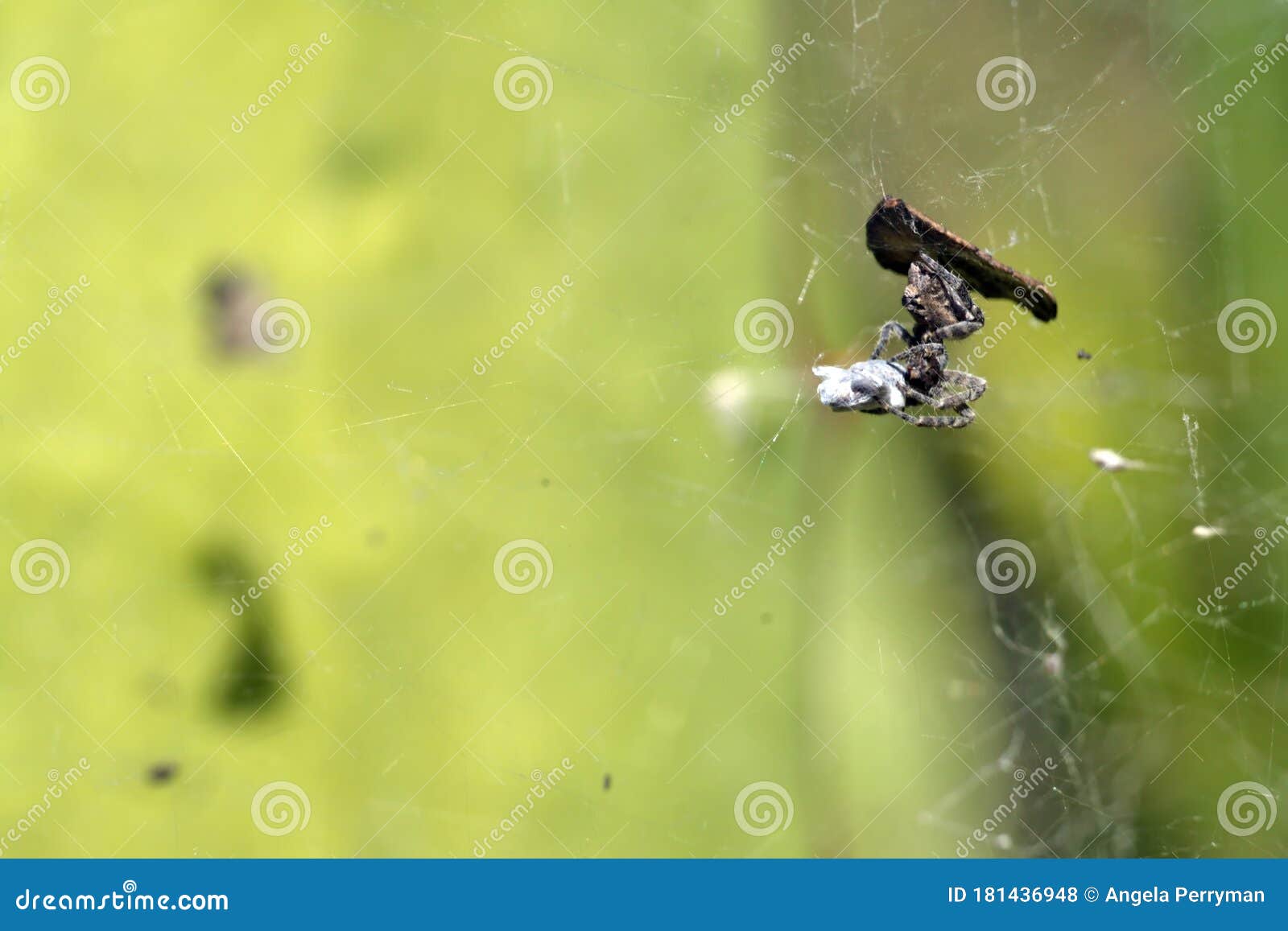 Spider with a cocoon stock photo. Image of imbabura - 181436948