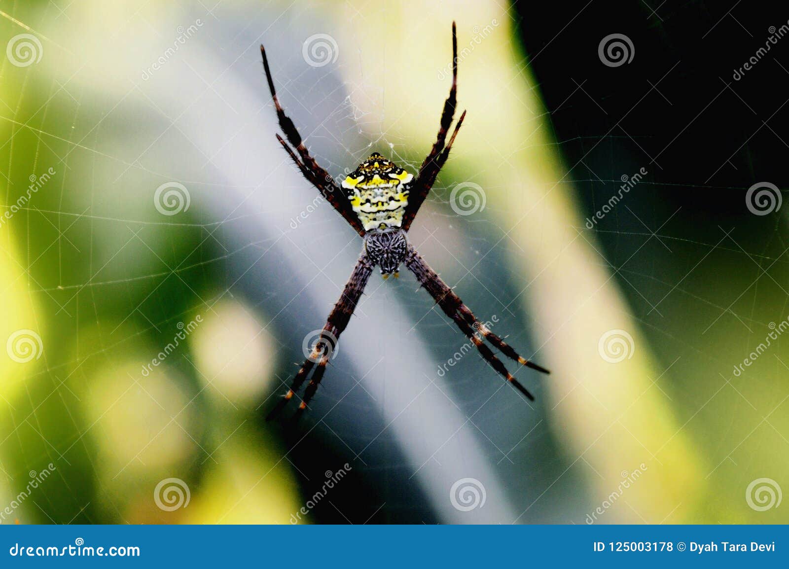 Spider colorful background stock photo. Image of wildlife - 125003178