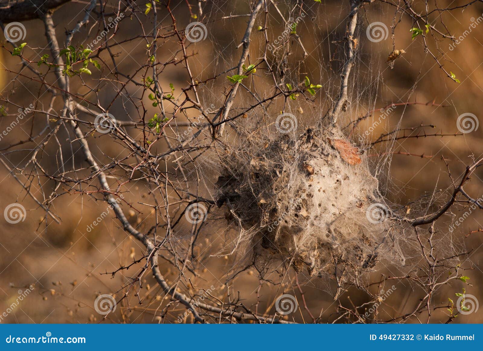 Spider community nest stock photo. Image of savannah - 49427332