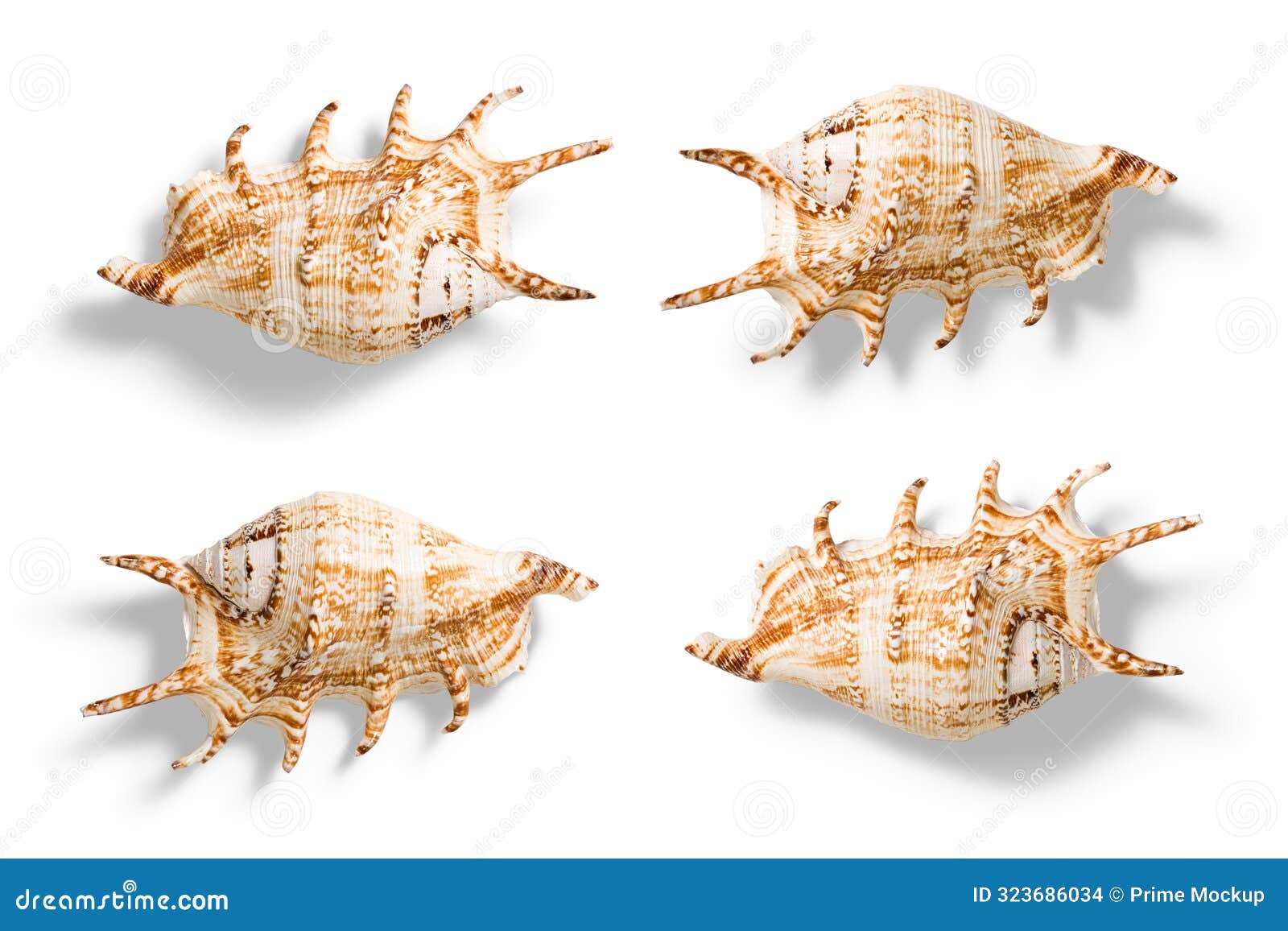 Spider Conch or Lambis Lambis Seashell from Various Angles, Summer and ...