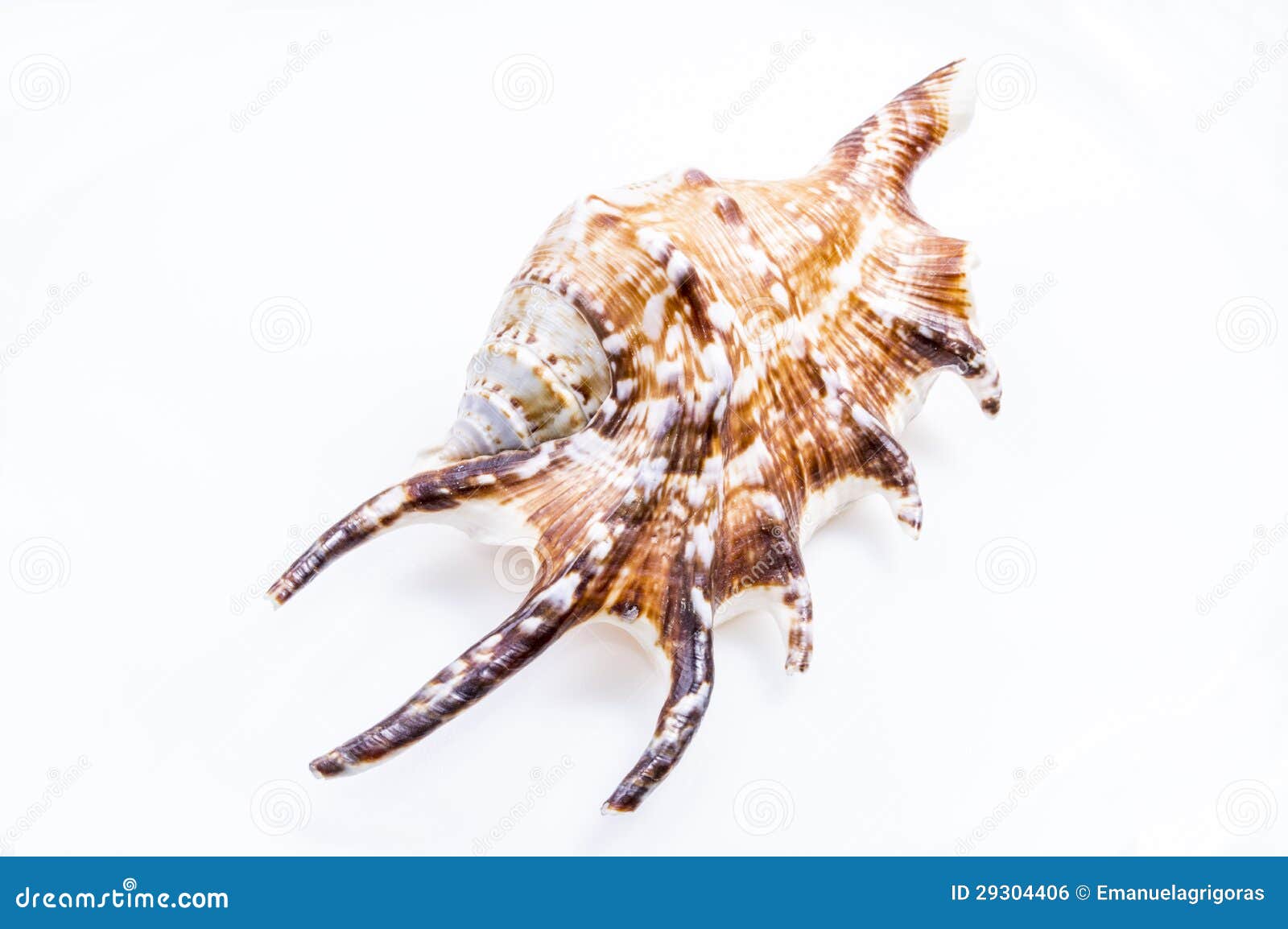 Spider Conch Seashell stock photo. Image of bubo, calciet - 29304406
