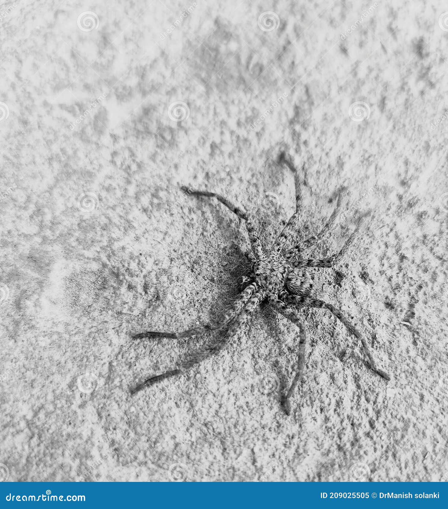 Eight legged spider stock image. Image of invertebrate - 209025505