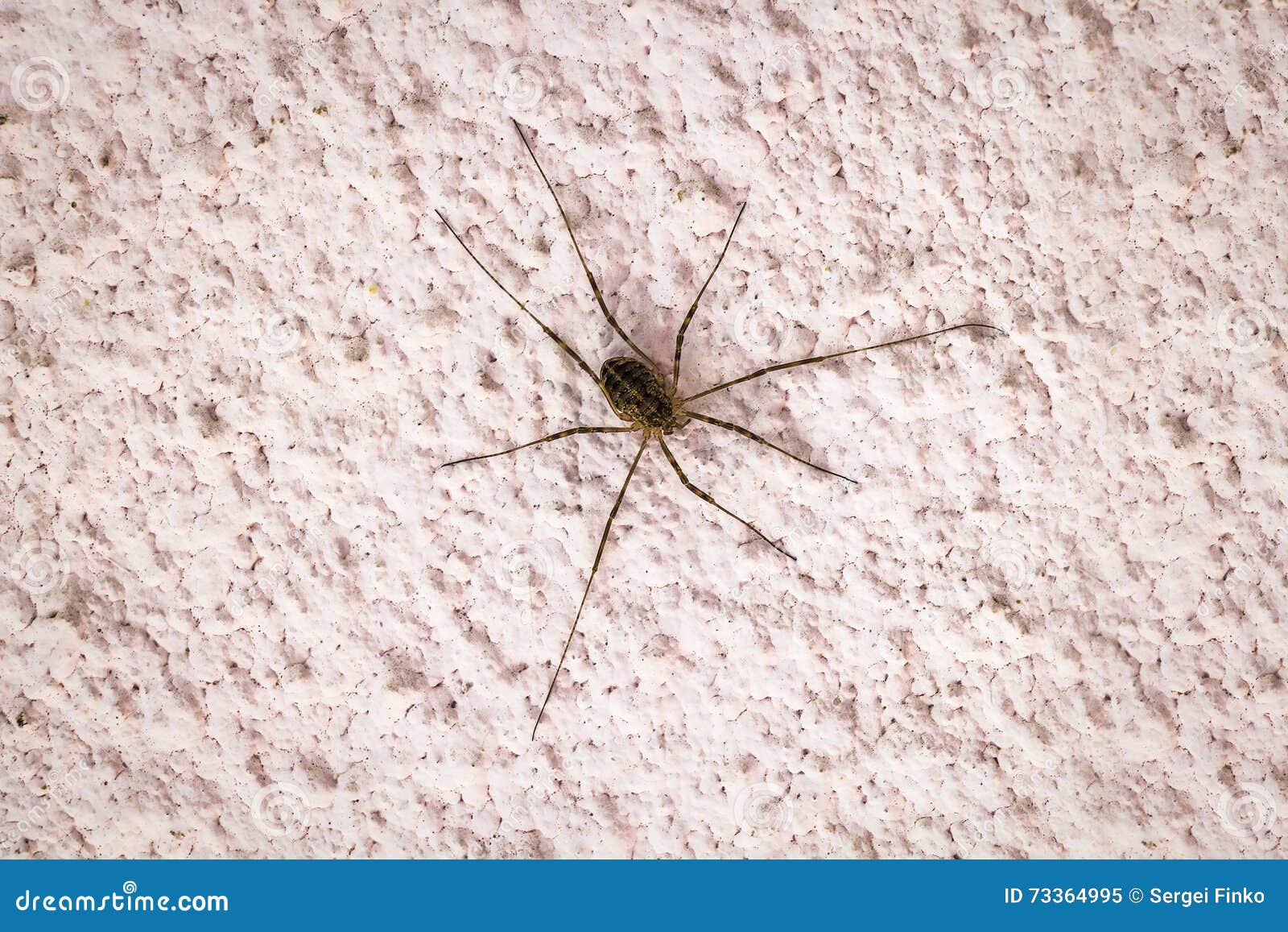 Spider on a concrete wall stock image. Image of danger - 73364995
