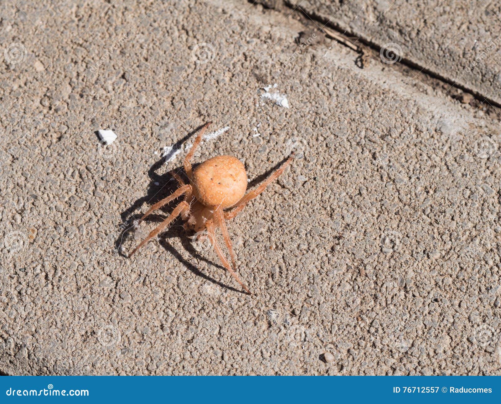 Spider on a concrete wall stock image. Image of spider - 76712557