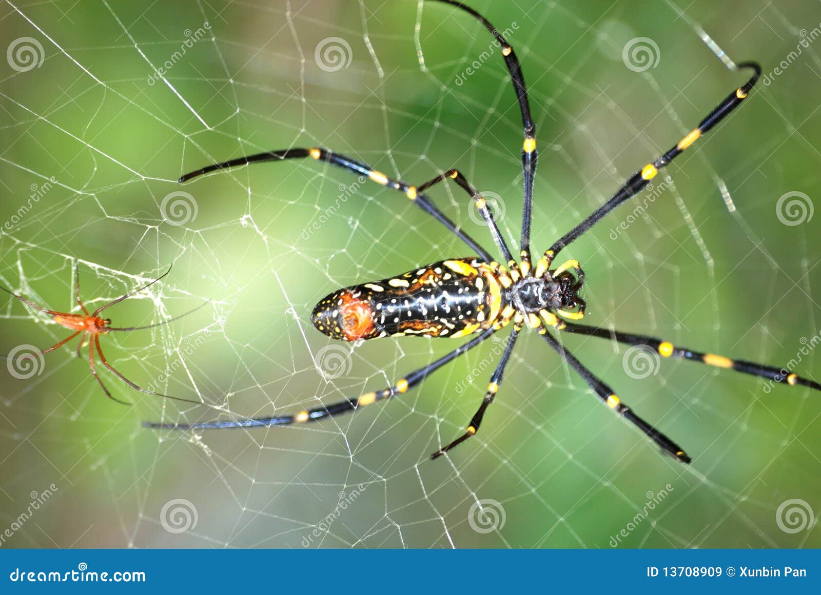 Spider couple stock image. Image of outdoor, green, prison - 13708909