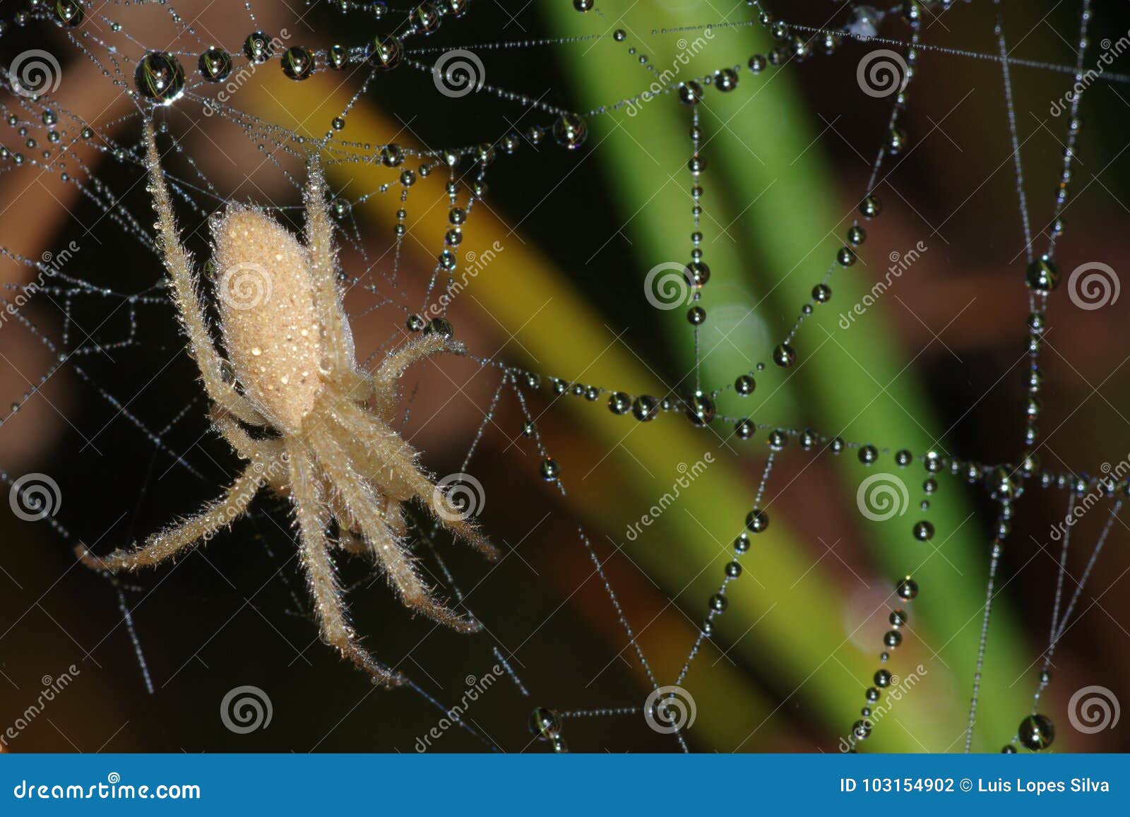 Spider covered with dew stock photo. Image of detail - 103154902