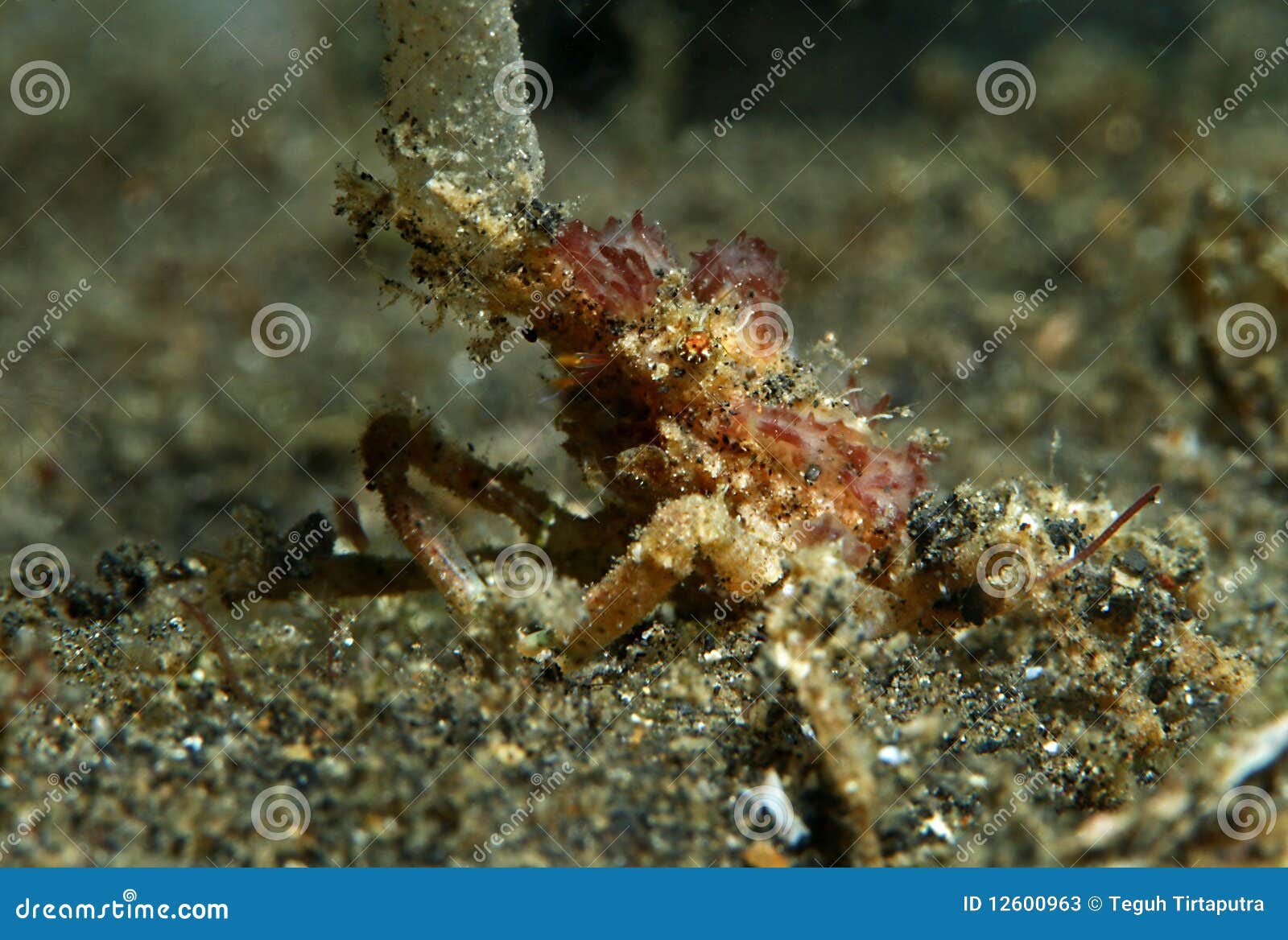 Spider crab stock image. Image of xenocarcinus, underwater - 12600963