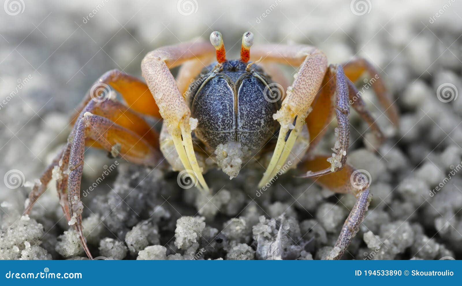 Macro Photo of a Small Spider Crab on the Beach, a Crustacean with Six ...