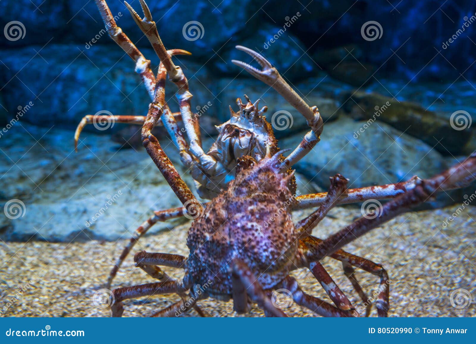 Spider Crab stock photo. Image of crab, water, marine - 80520990