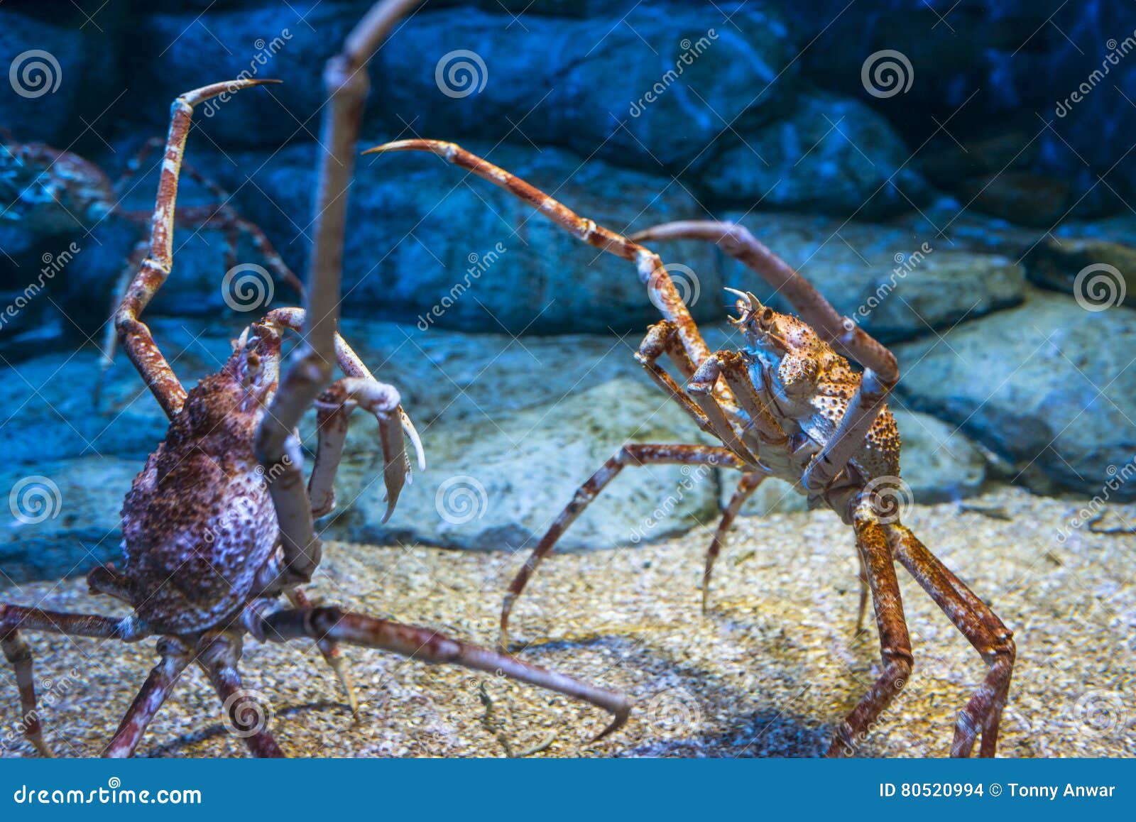 Spider Crab stock photo. Image of decapoda, water, seafood - 80520994