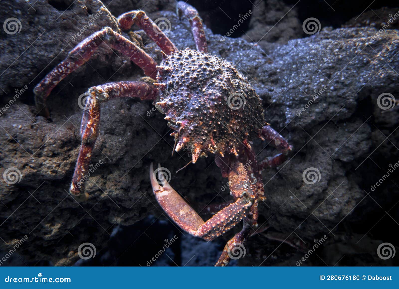 Spider crab macro view stock photo. Image of natural - 280676180