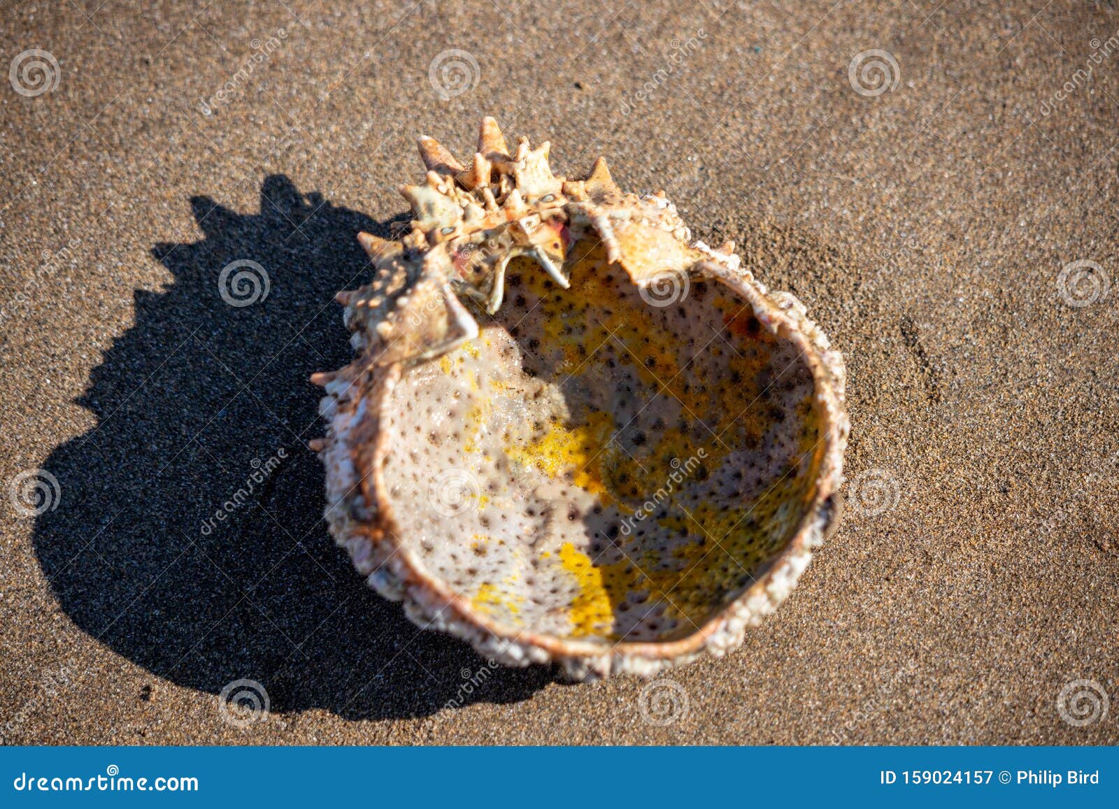 Spider Crab Shell on the Sand at Broad Haven Stock Image - Image of ...