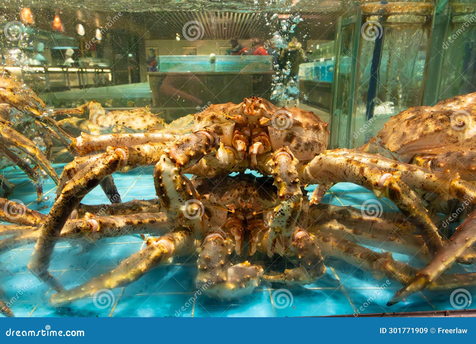 Spider crabs in tank stock image. Image of marine, seafood - 301771909