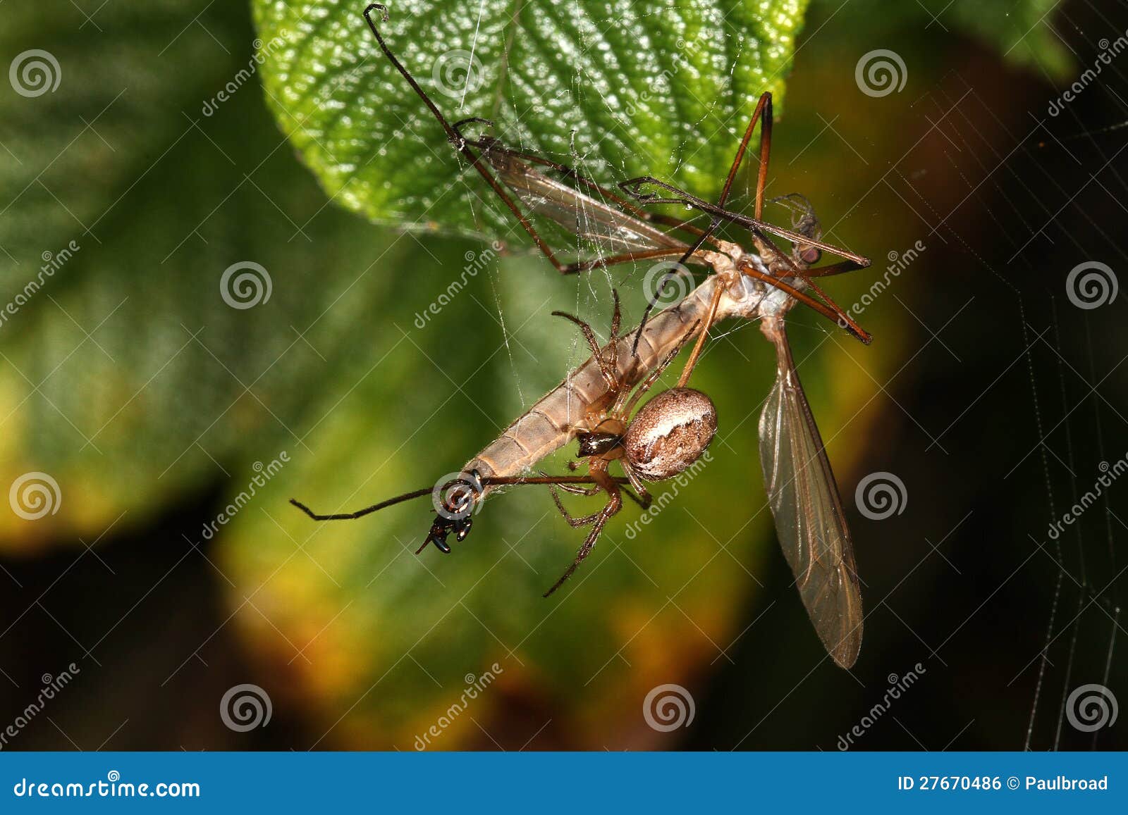 Spider with Crane Fly. stock photo. Image of food, leather - 27670486