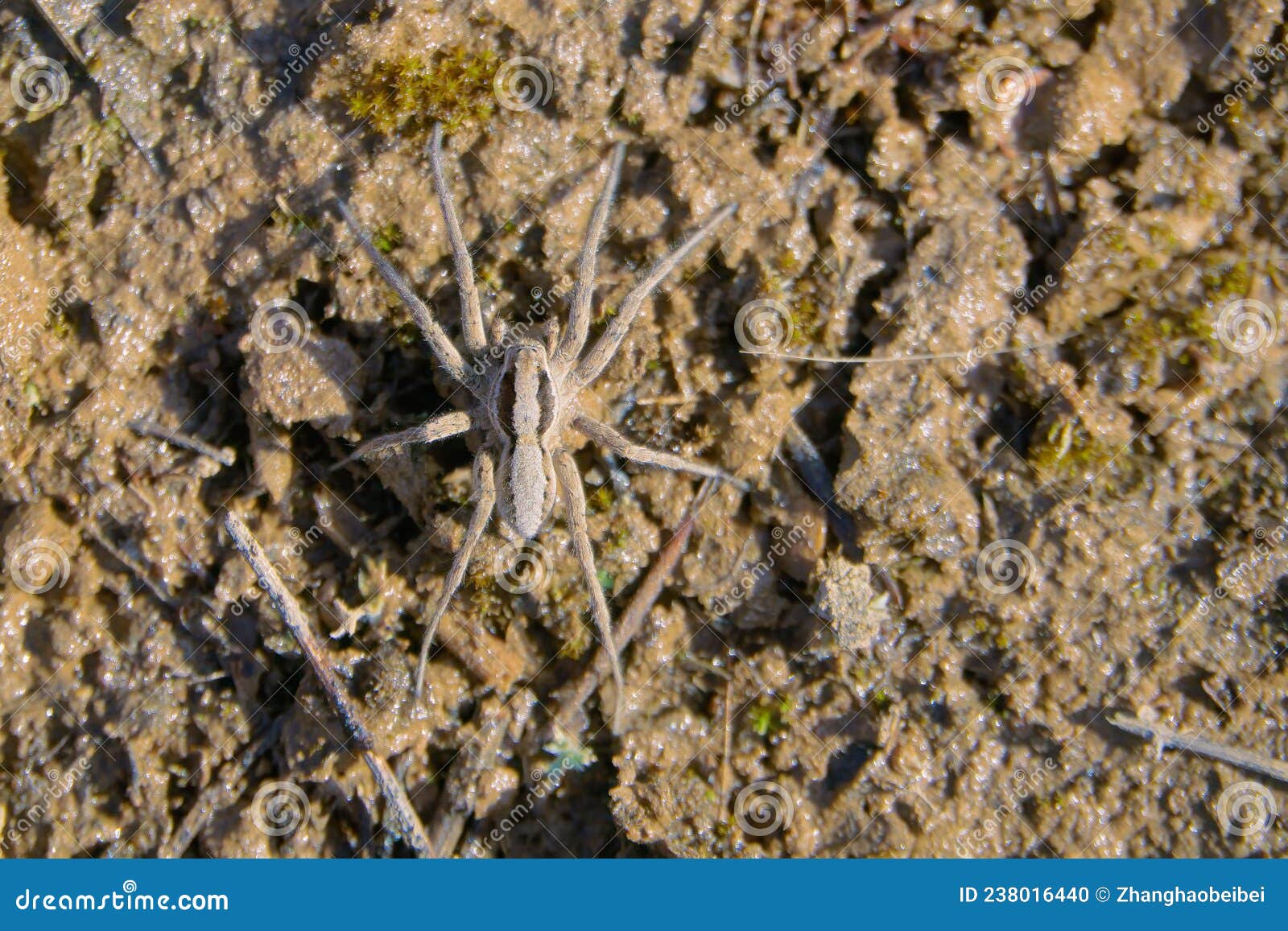 Spider stock photo. Image of wildlife, life, insect - 238016440