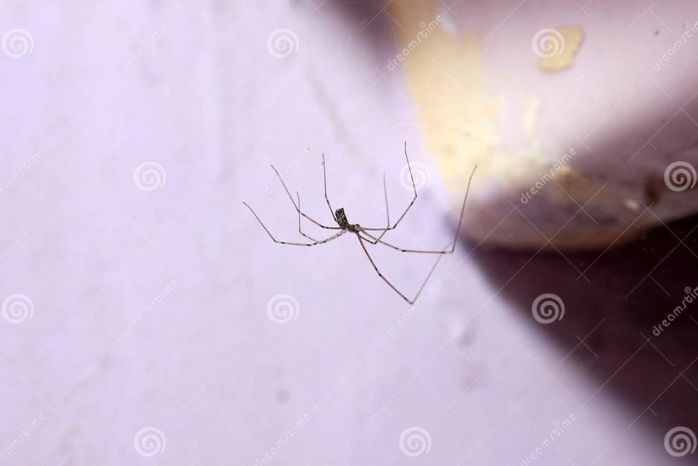 Spider stock photo. Image of grid, spiders, eight, insect - 67348650