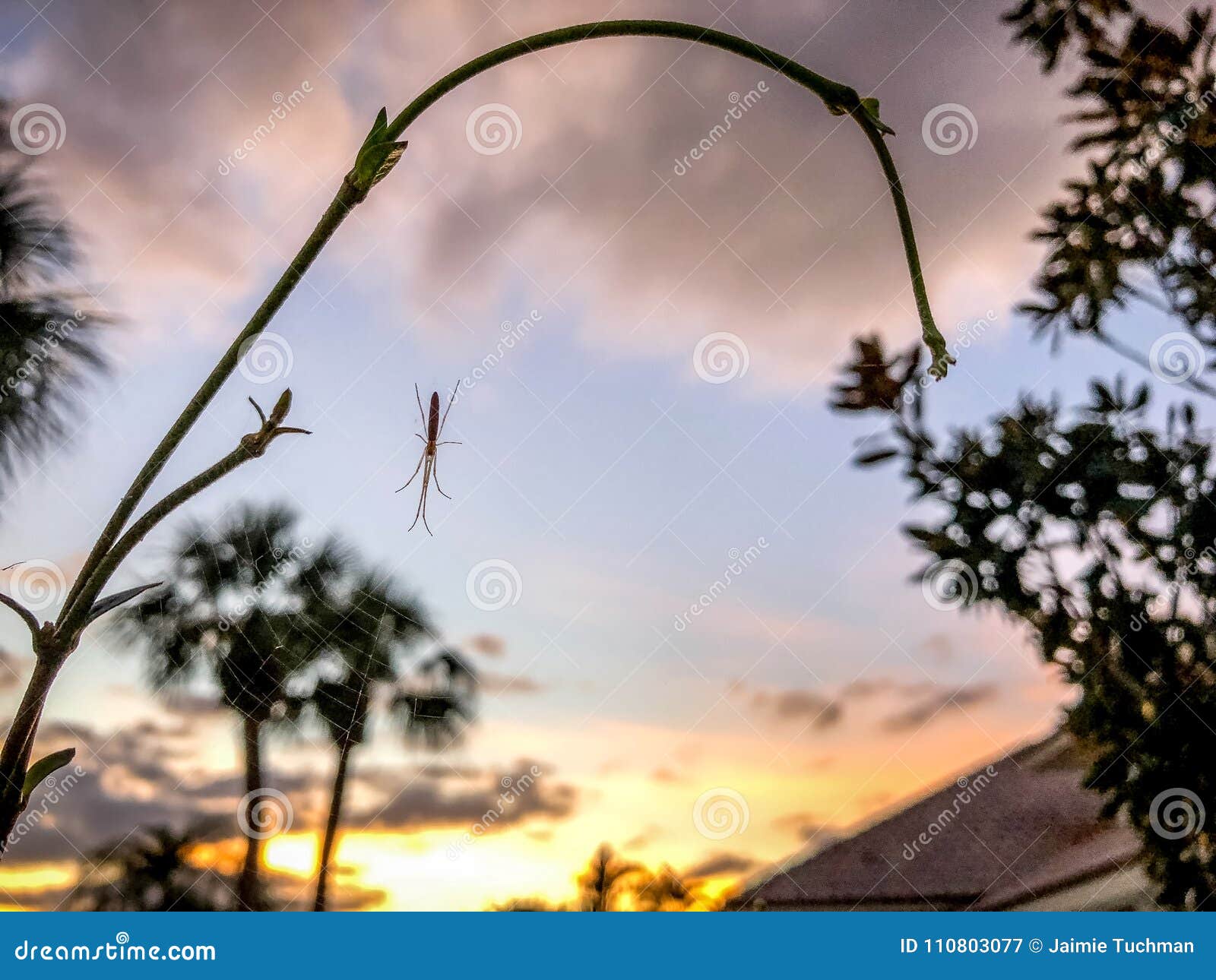 Sunset spider web stock image. Image of morning, landscape - 110803077