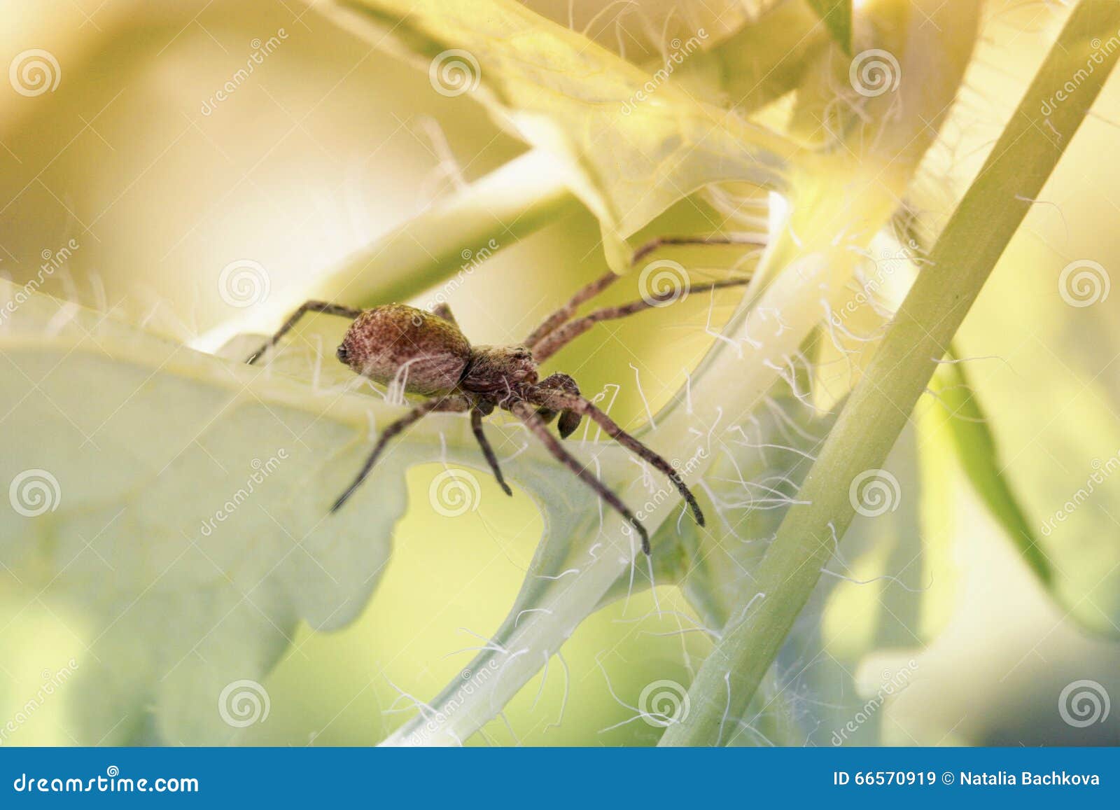 Spider crawls in the grass stock image. Image of plant - 66570919