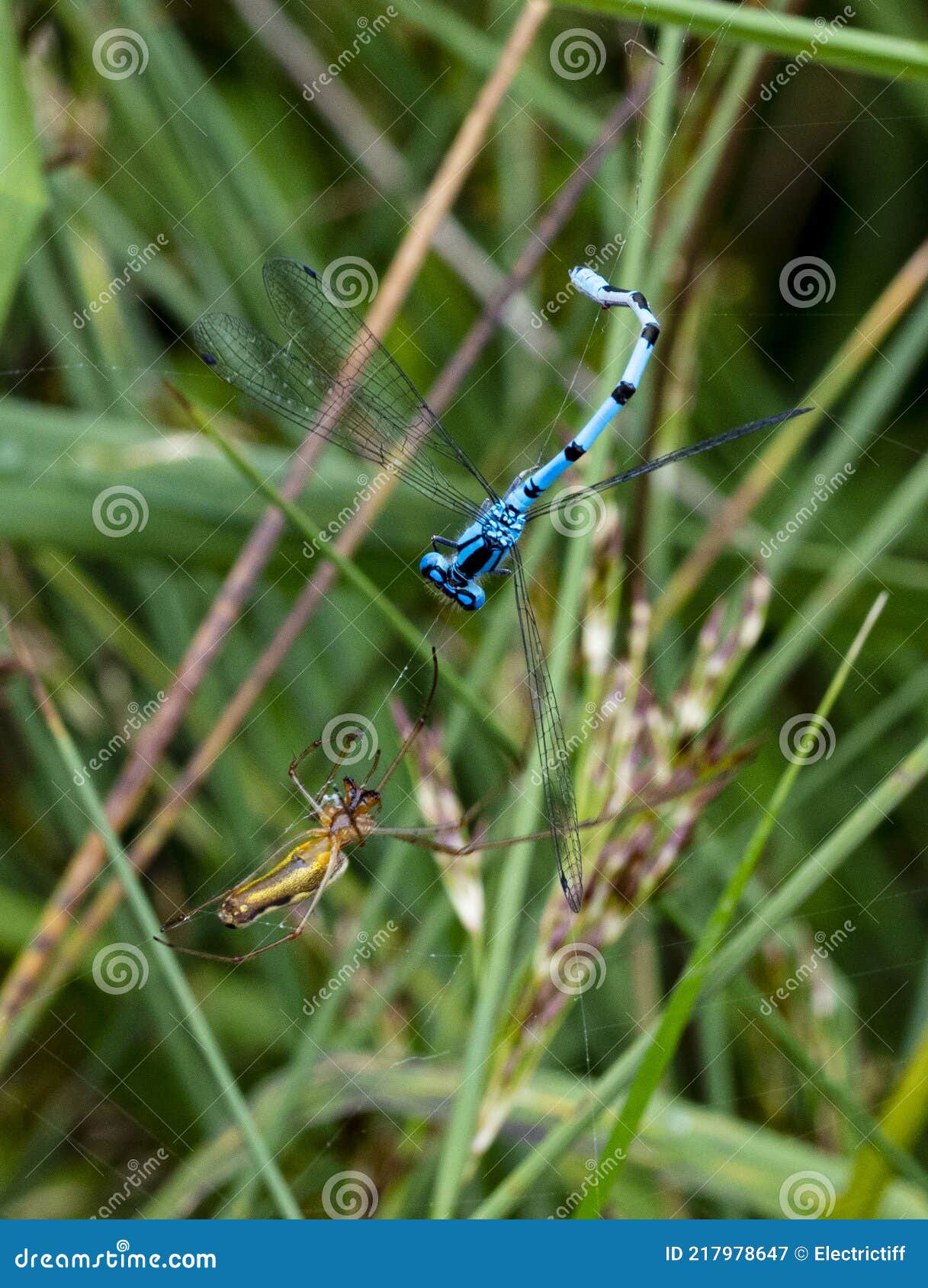 Itself Entangled Stock Photos - Free & Royalty-Free Stock Photos from ...