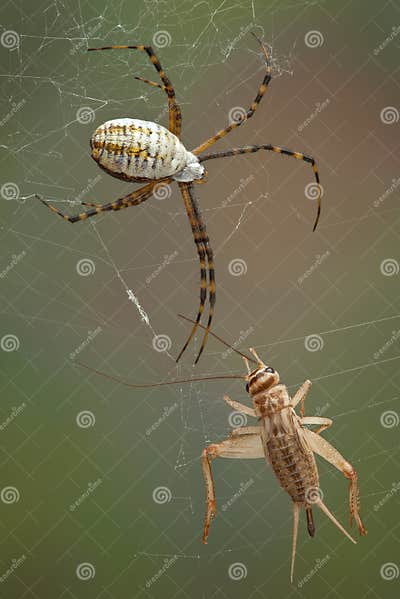 Spider and cricket stock image. Image of macro, insect - 27300837