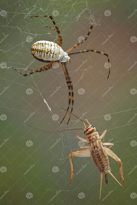 Spider and cricket stock image. Image of macro, insect - 27300837
